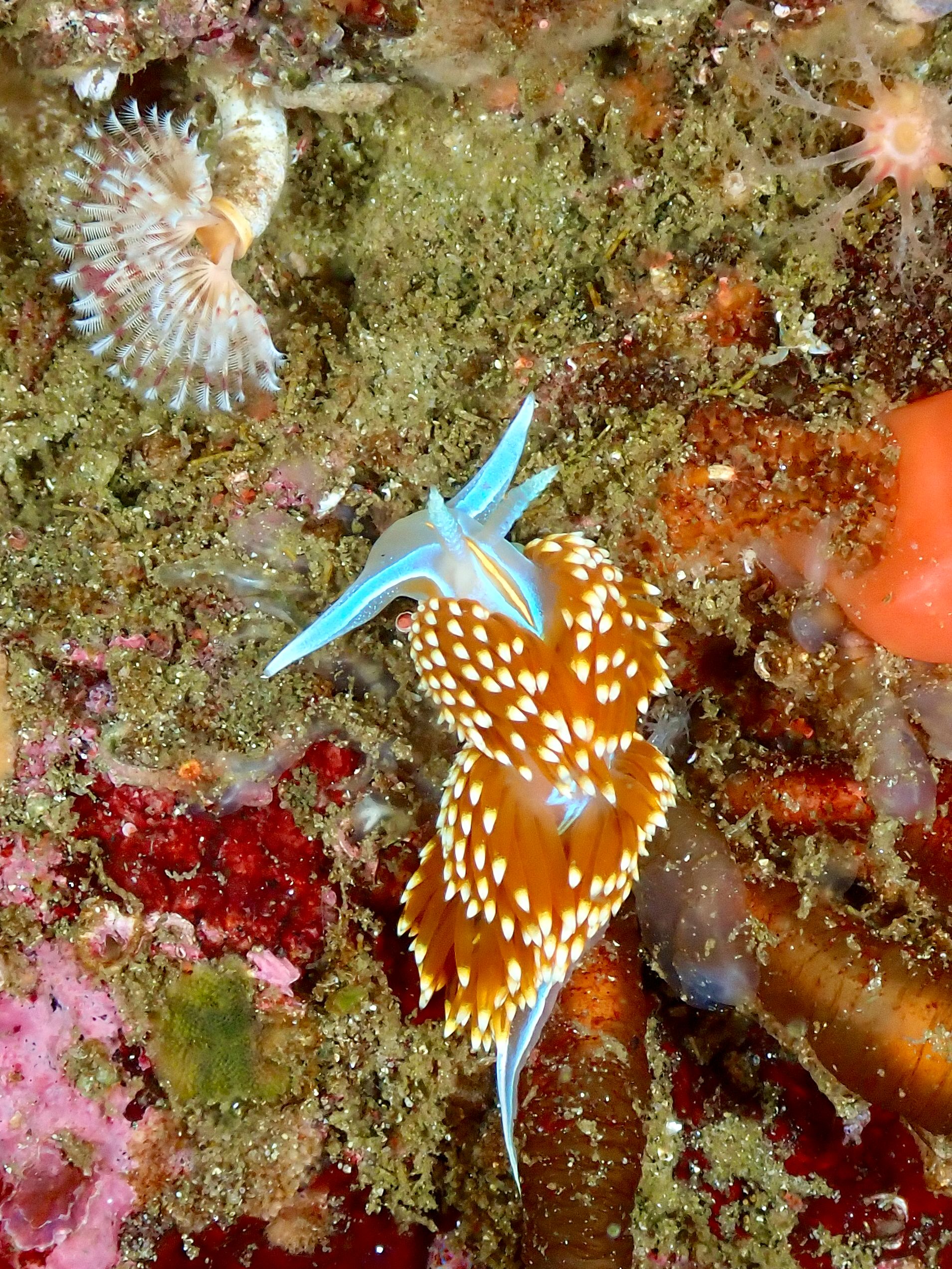 Sea Slug over Coral Reef · Free Stock Photo