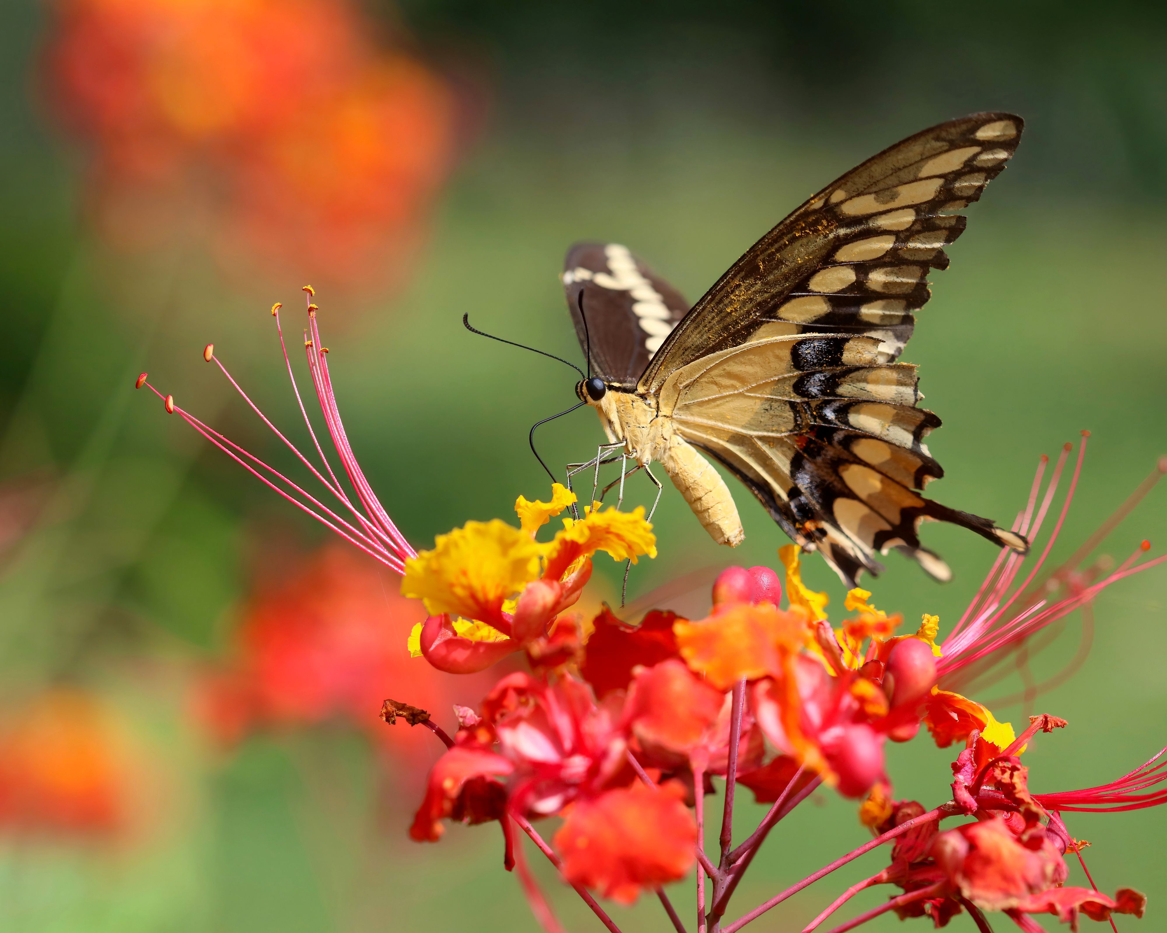 Giant Swallowtail on Flower · Free Stock Photo
