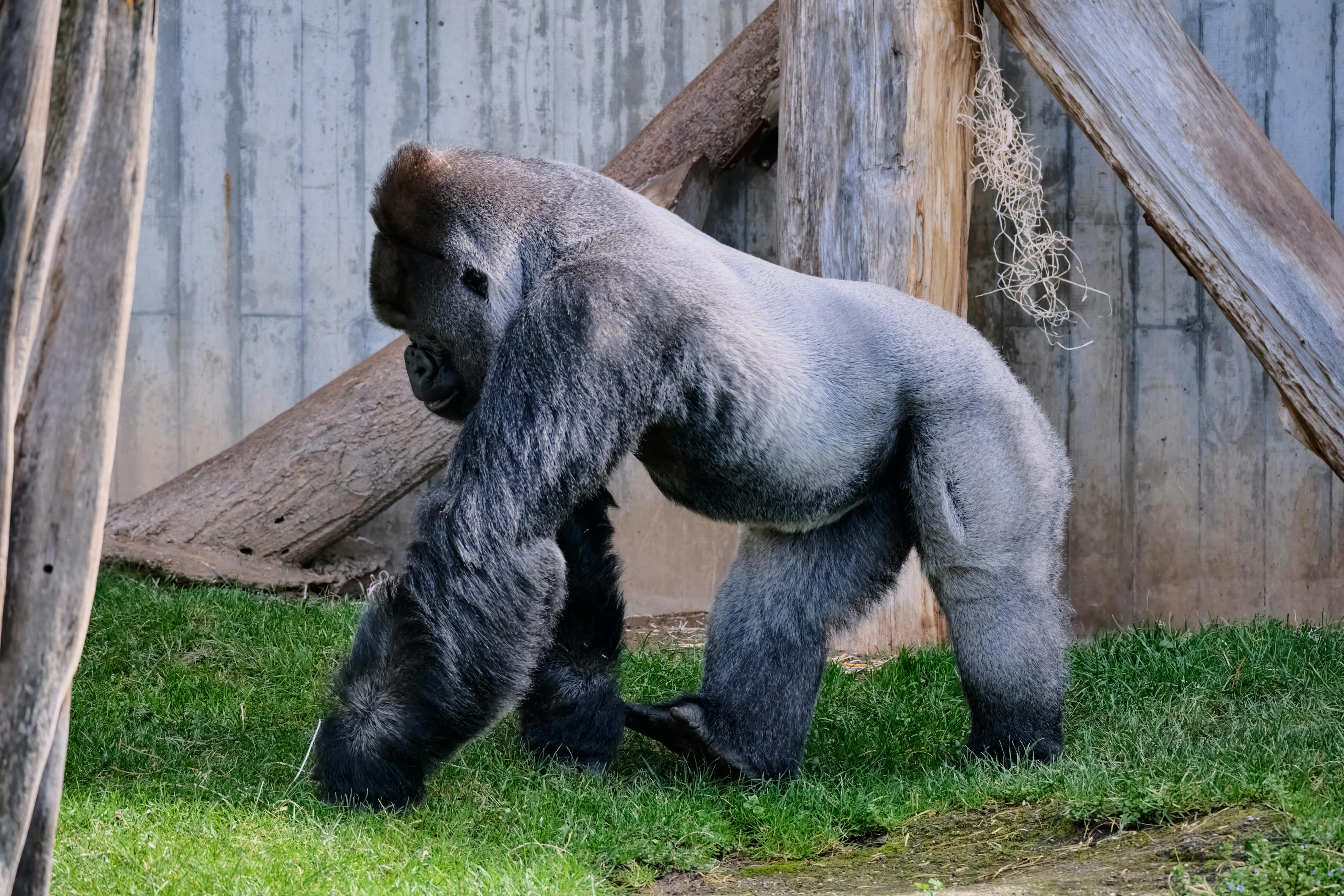 Gorillas Walking in Enclosure · Free Stock Photo