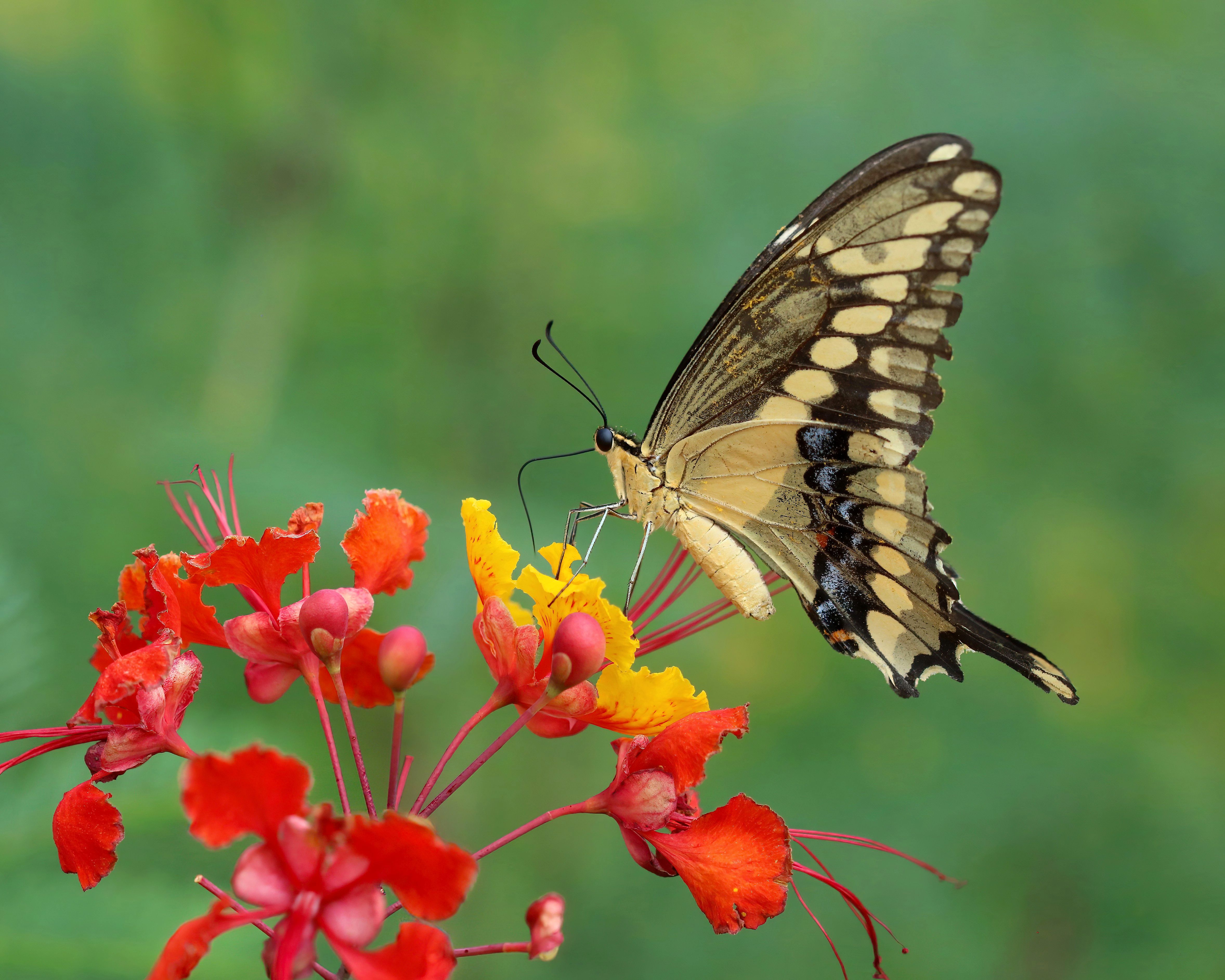 Close-up Photography of a Butterfly · Free Stock Photo