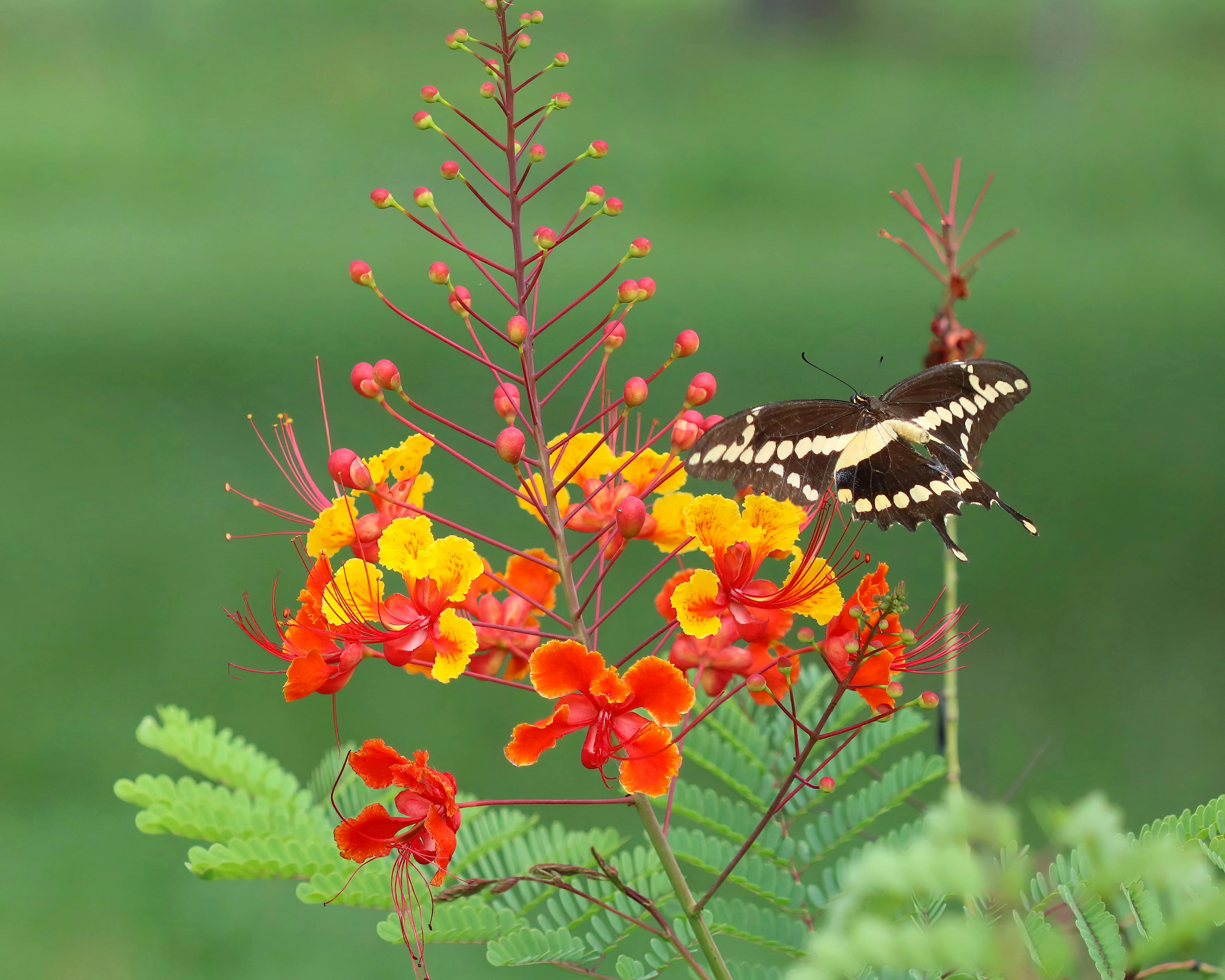 Giant Swallowtail on Flower · Free Stock Photo