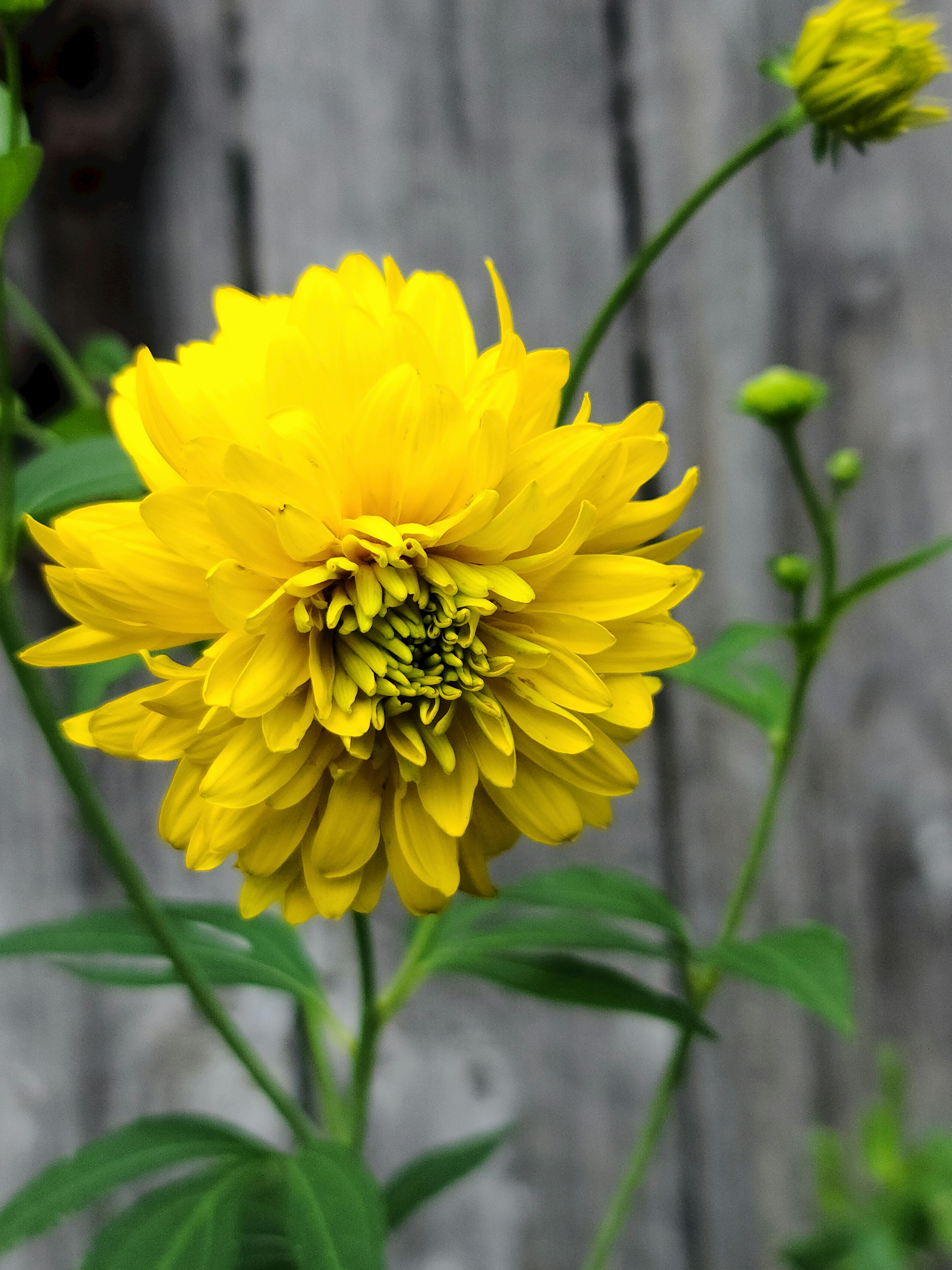 Bud Jenkins - 写真