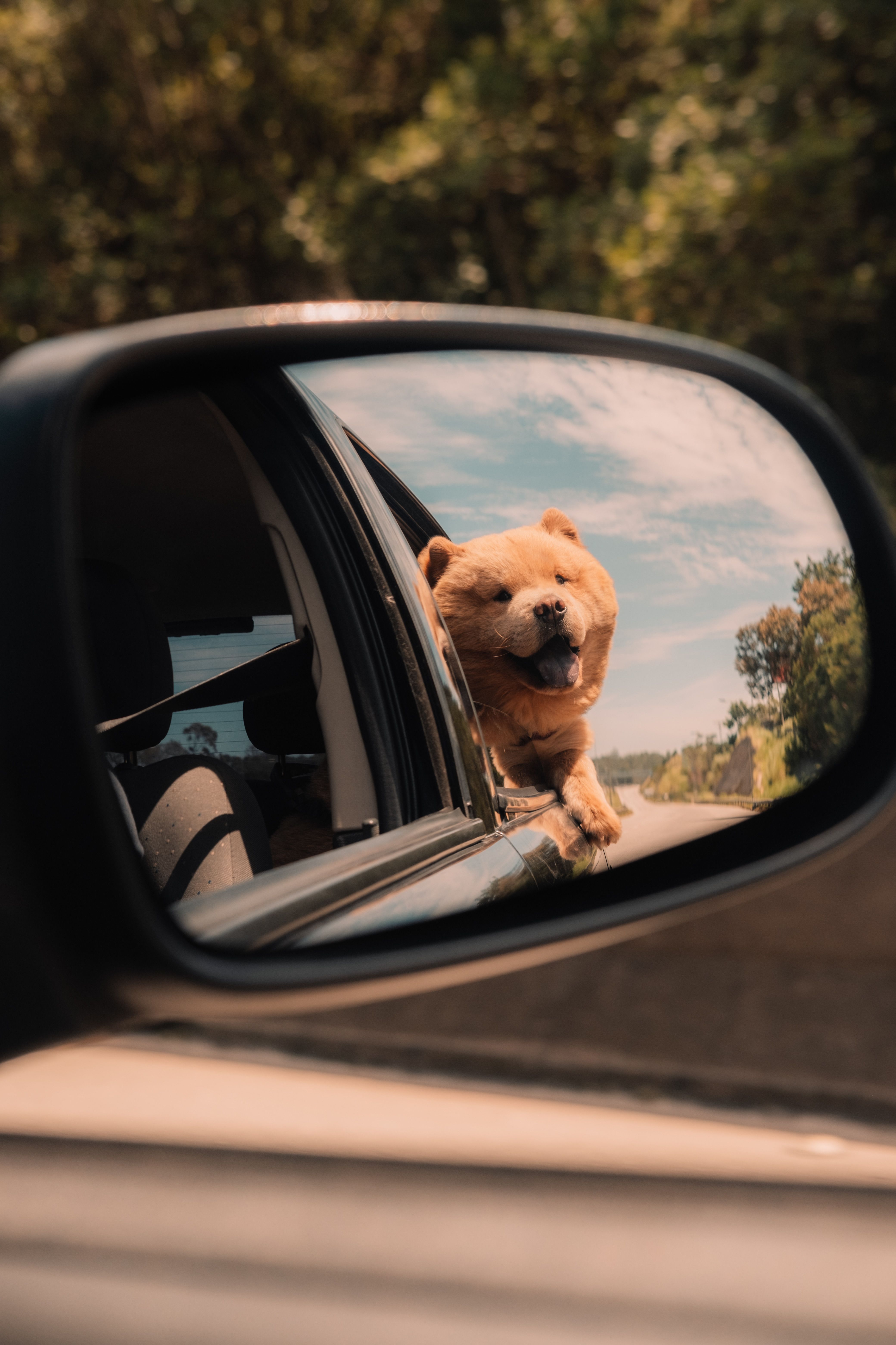 Furry Dog Seen in a Car Window · Free Stock Photo