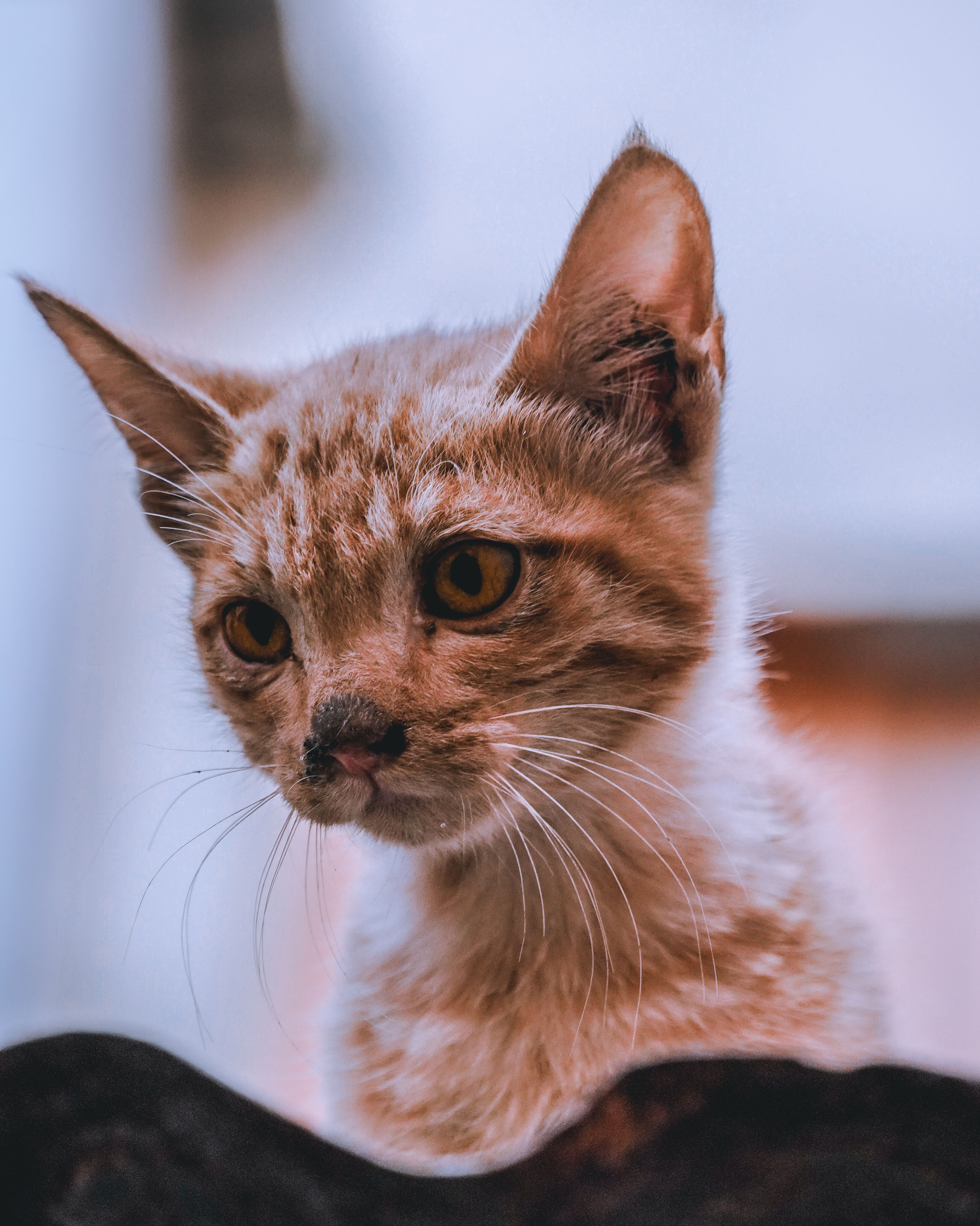 Head of Kitten · Free Stock Photo