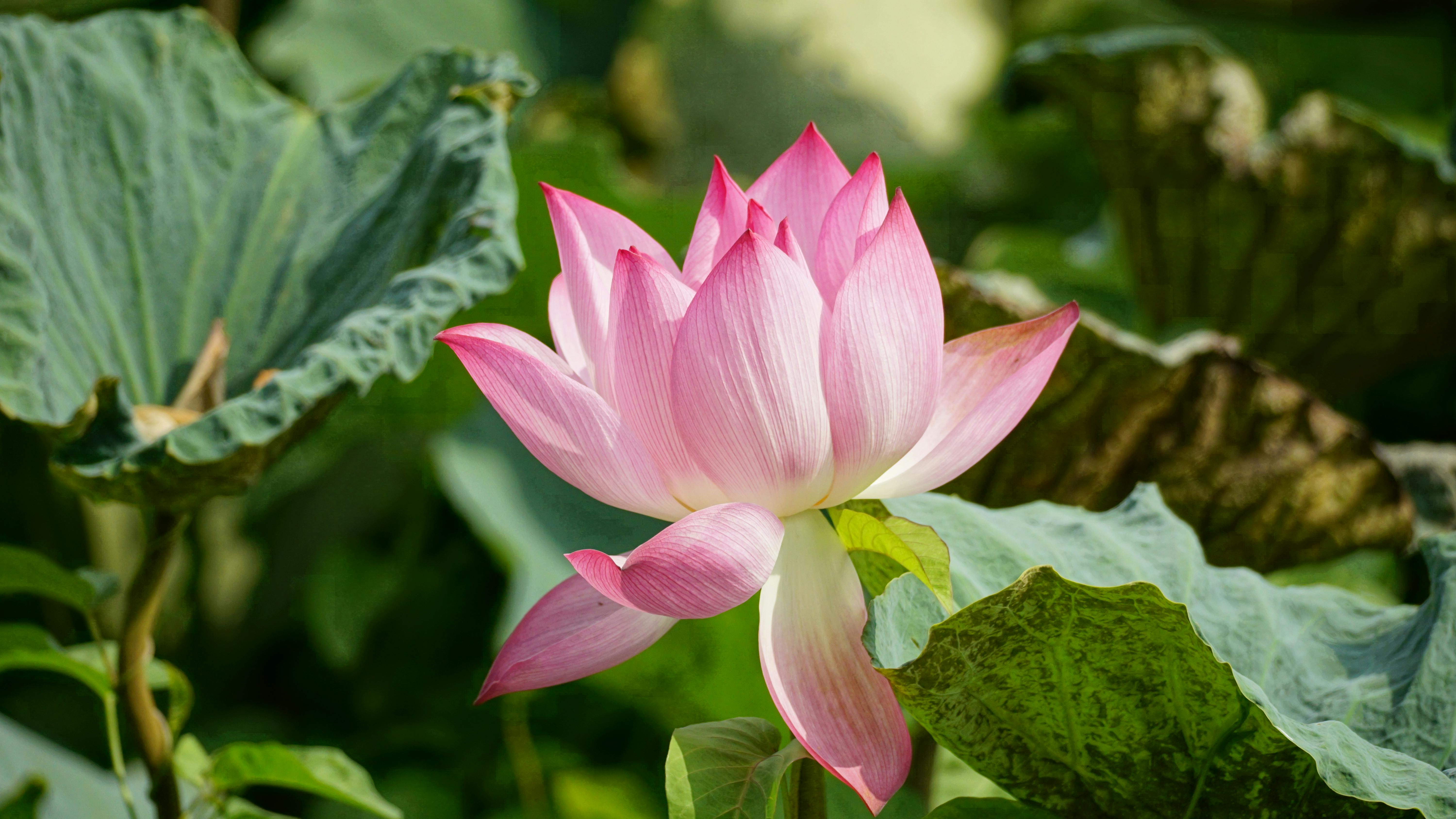 A pink lotus flower blooms in the middle of green leaves · Free Stock Photo