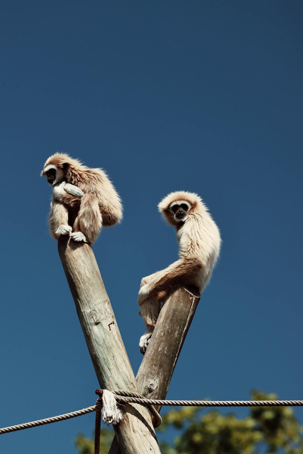Chinese Monkey Photos, Download The BEST Free Chinese Monkey Stock ...