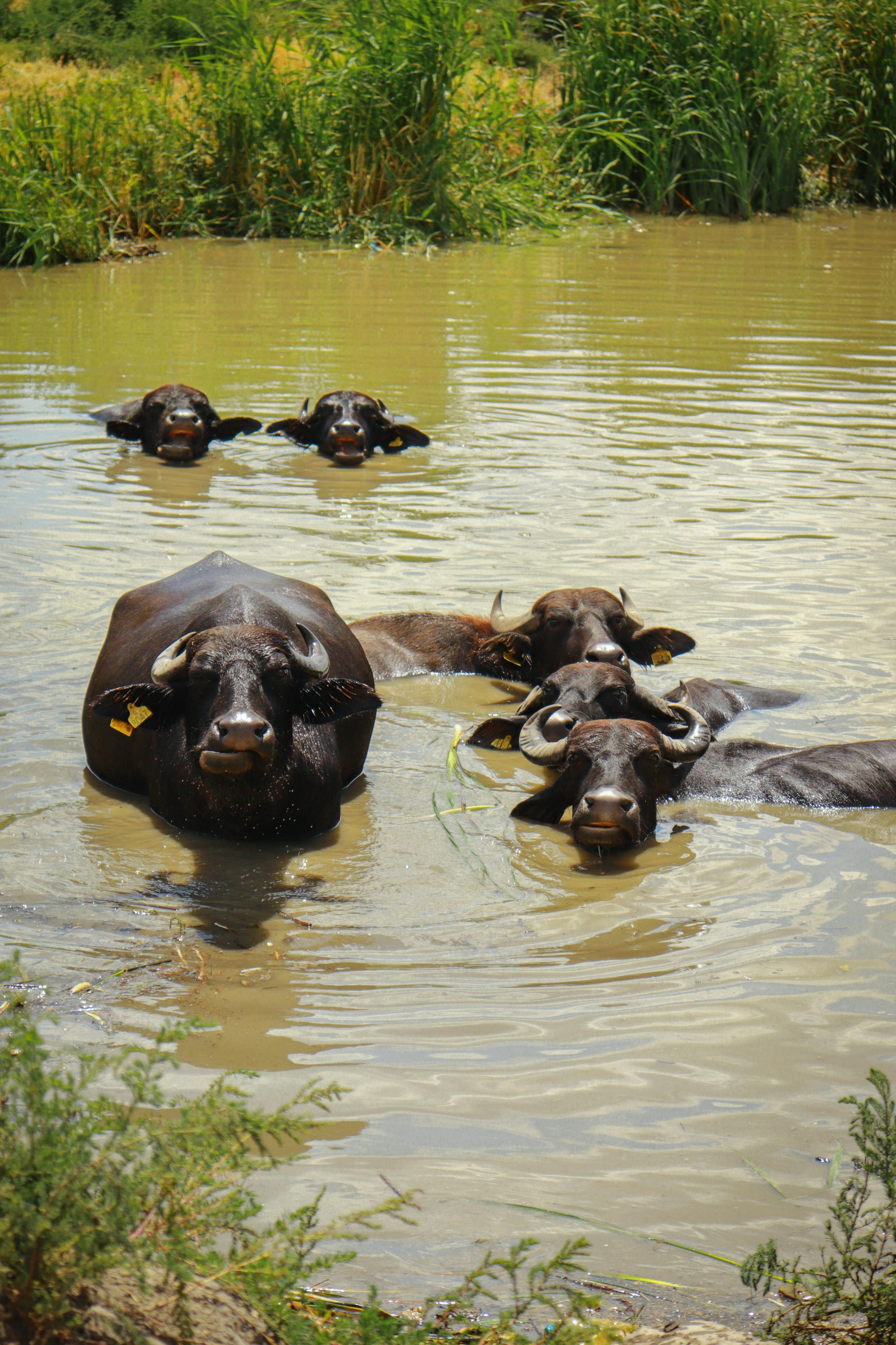 A group of water buffalo in the water · Free Stock Photo