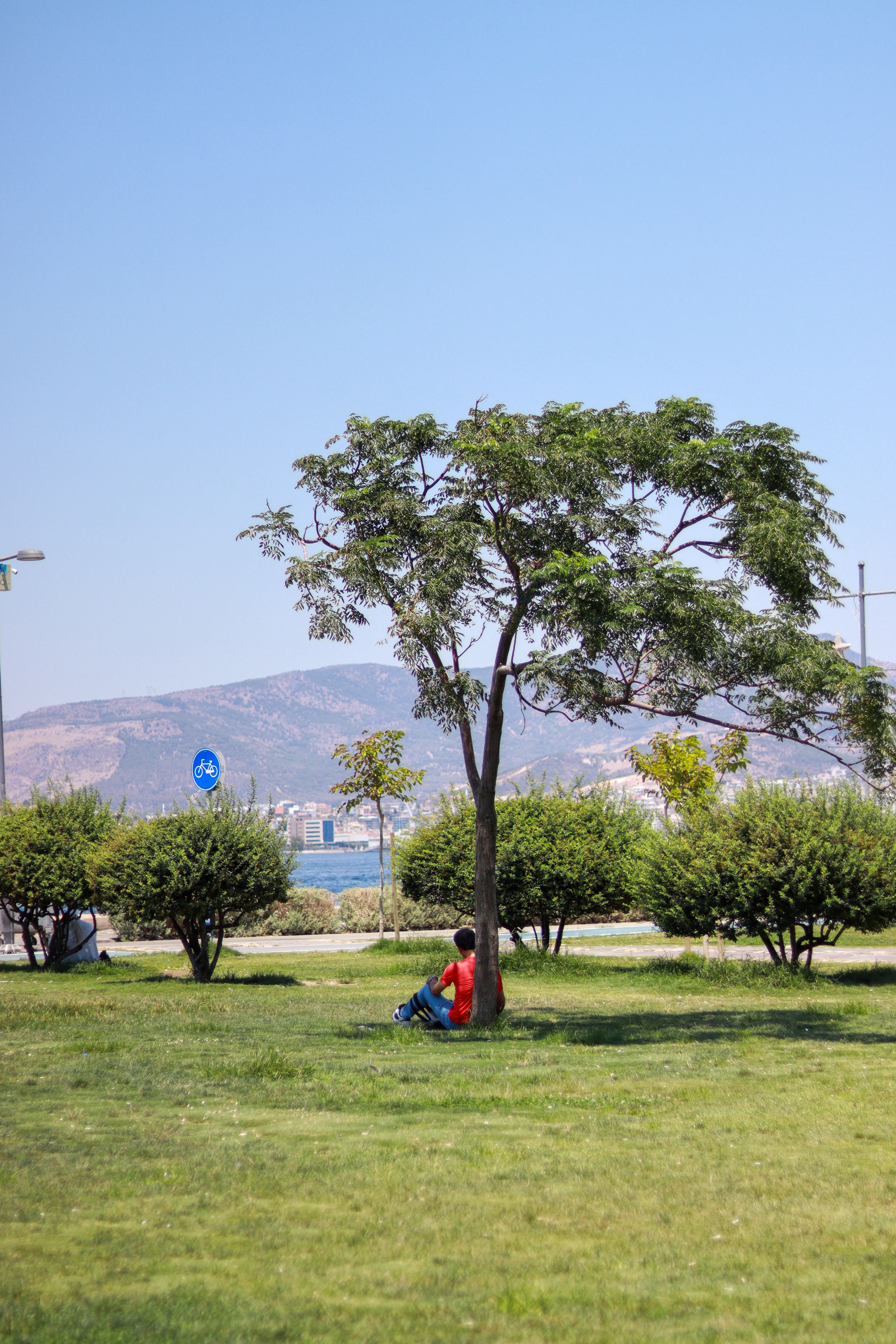 A Person Sitting under a Tree in a Park · Free Stock Photo