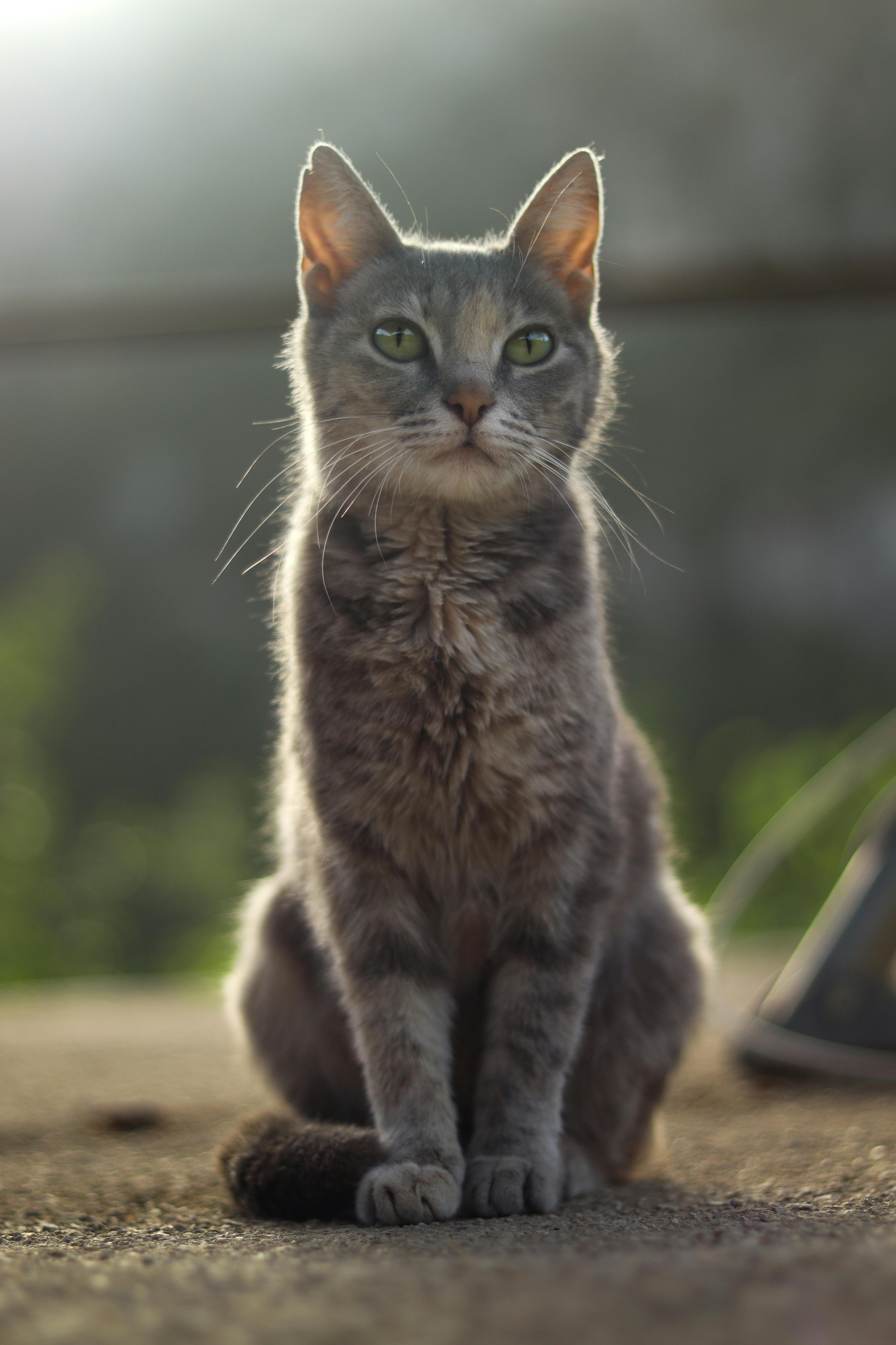 A Cat Sitting on the Ground · Free Stock Photo