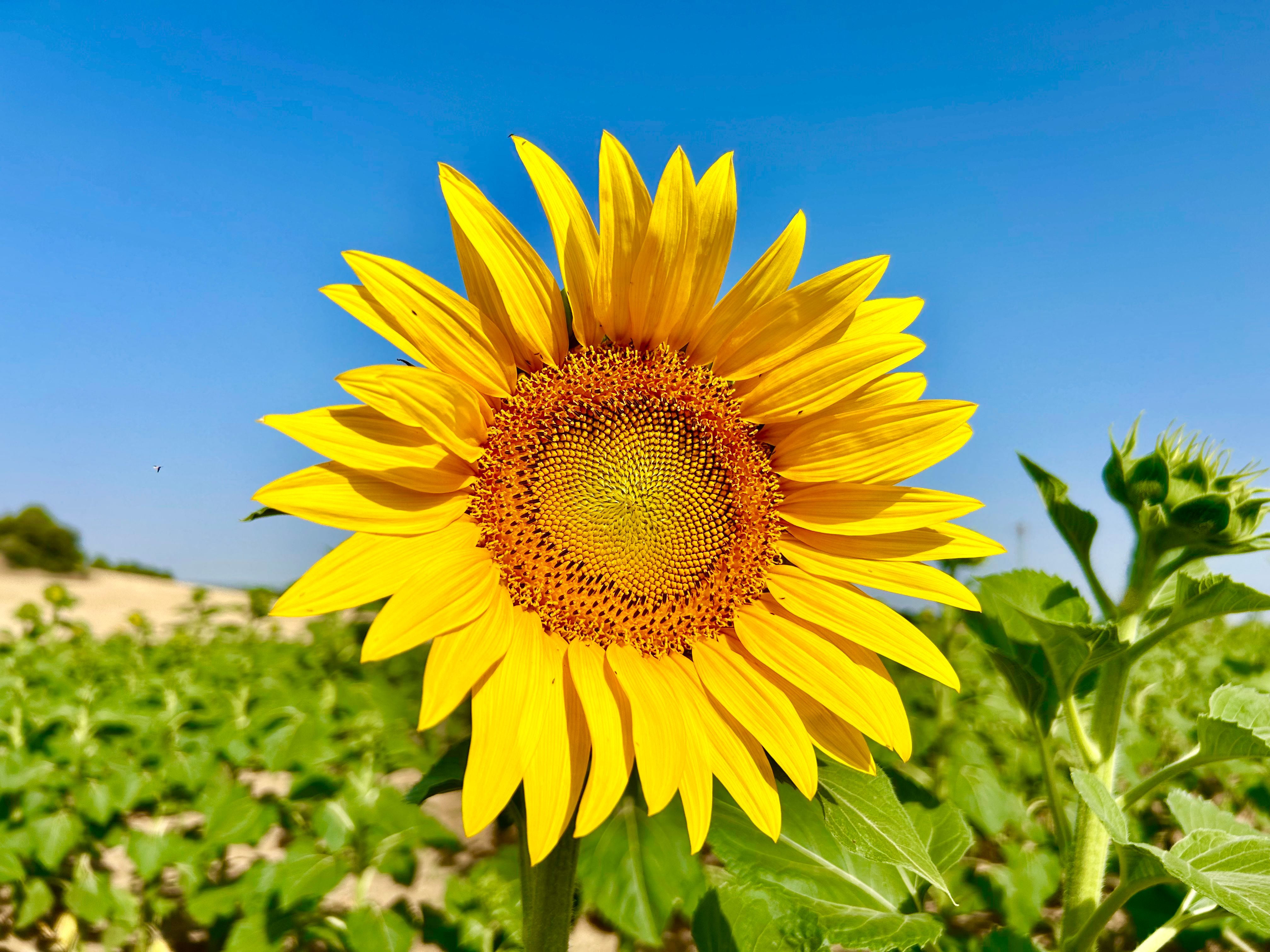 Sun Radiation Photos Download The BEST Free Sun Radiation Stock Photos