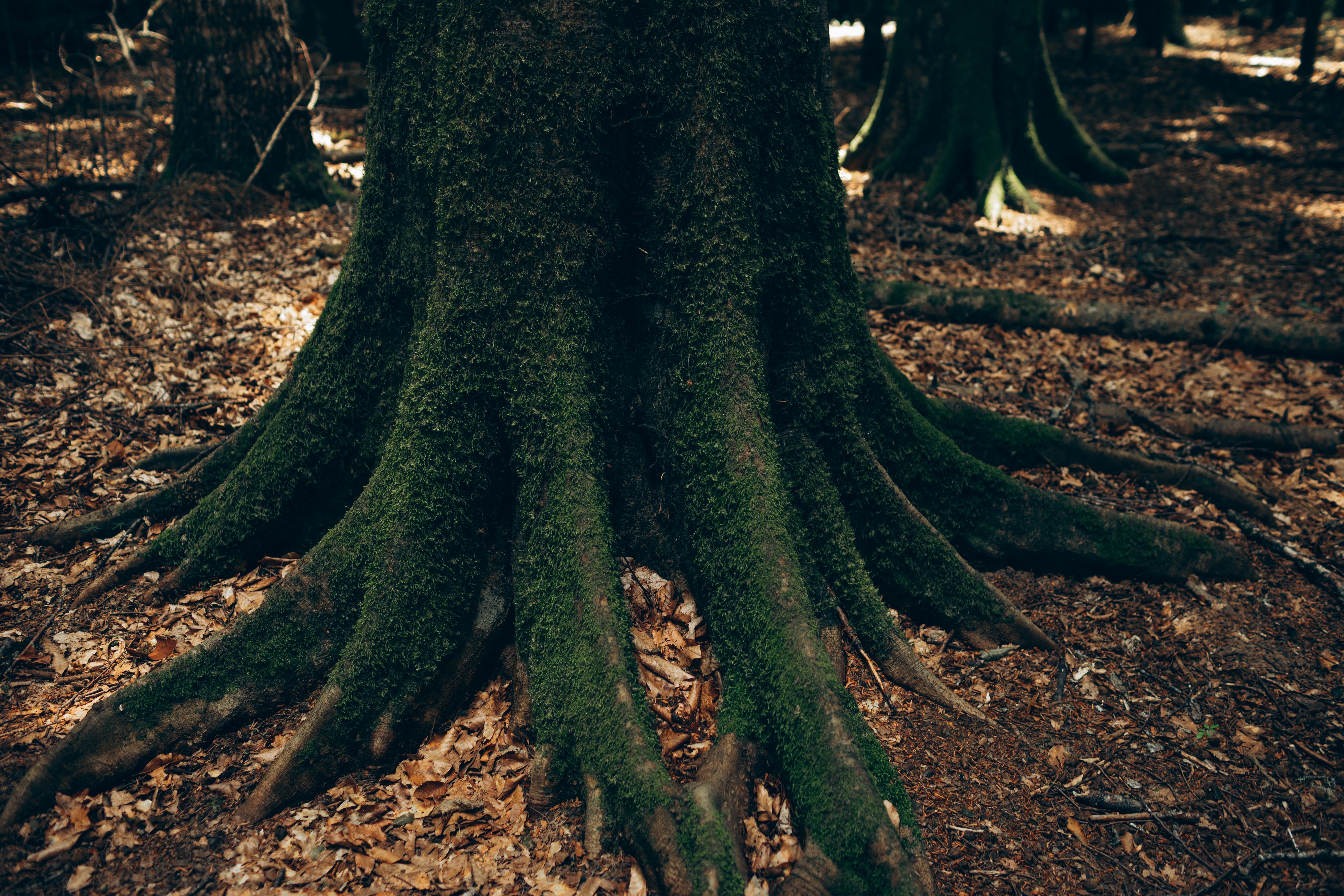 A tree with green roots in the forest · Free Stock Photo