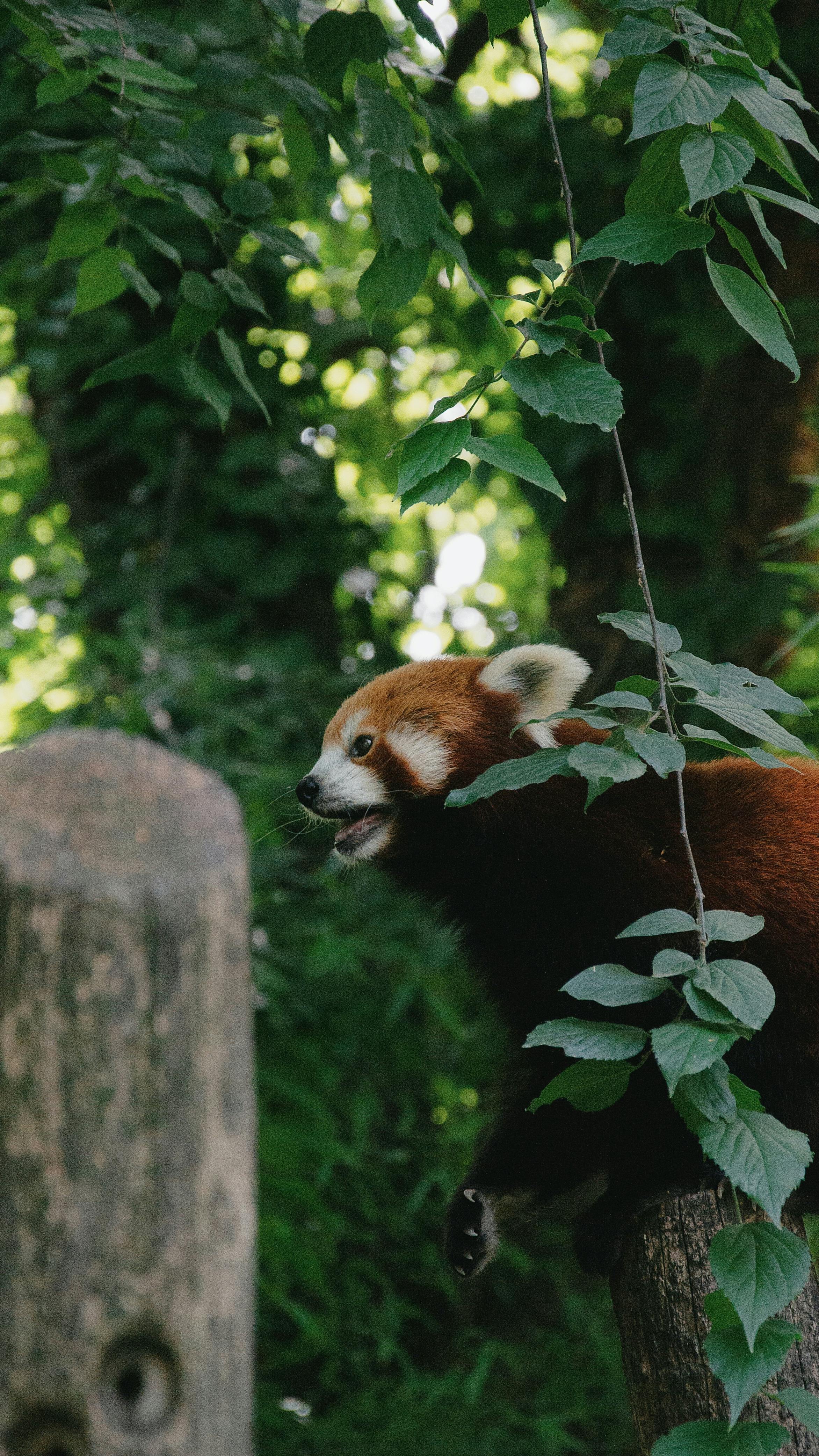 Wild Panda Photos, Download The BEST Free Wild Panda Stock Photos & HD ...