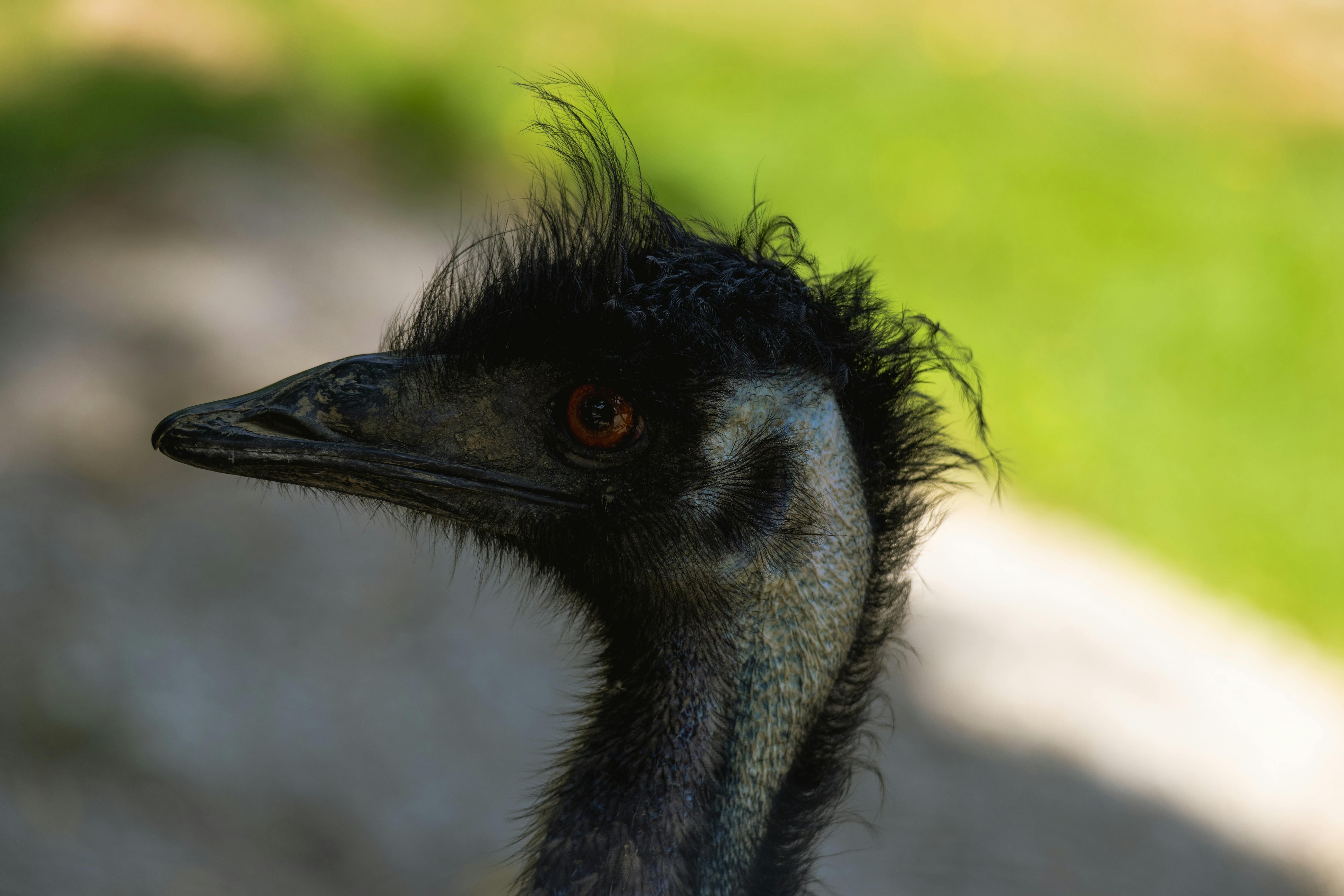 A close up of an emu's head with a black eye · Free Stock Photo