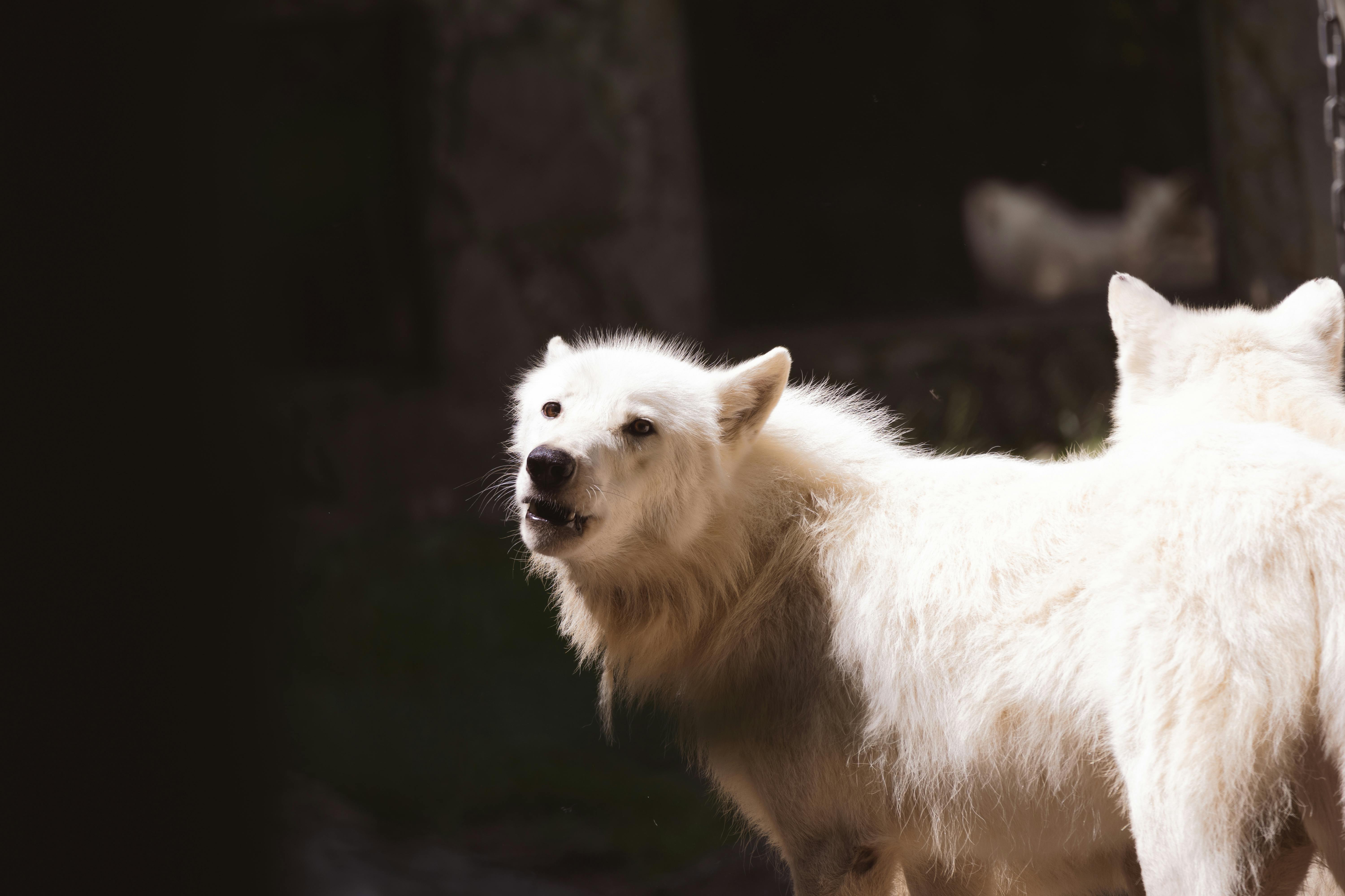 Wolf standing on stone ground in zoo · Free Stock Photo