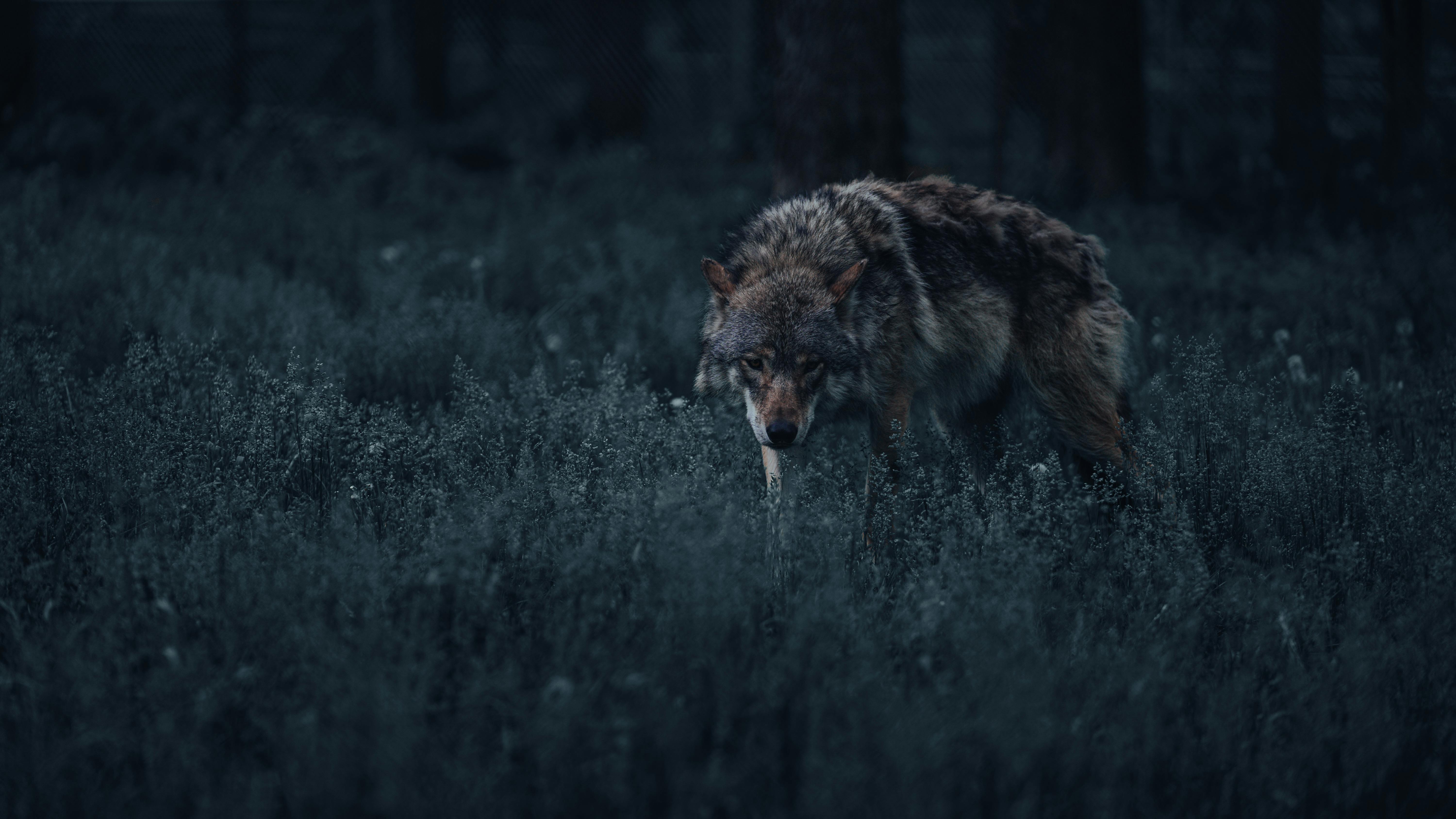 A Wolf in a Forest · Free Stock Photo