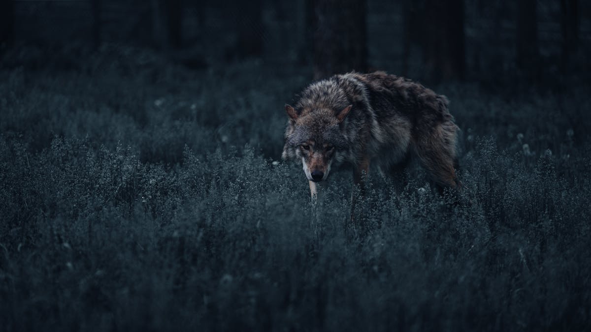 Lone Wolf Photos, Download The BEST Free Lone Wolf Stock Photos & HD Images