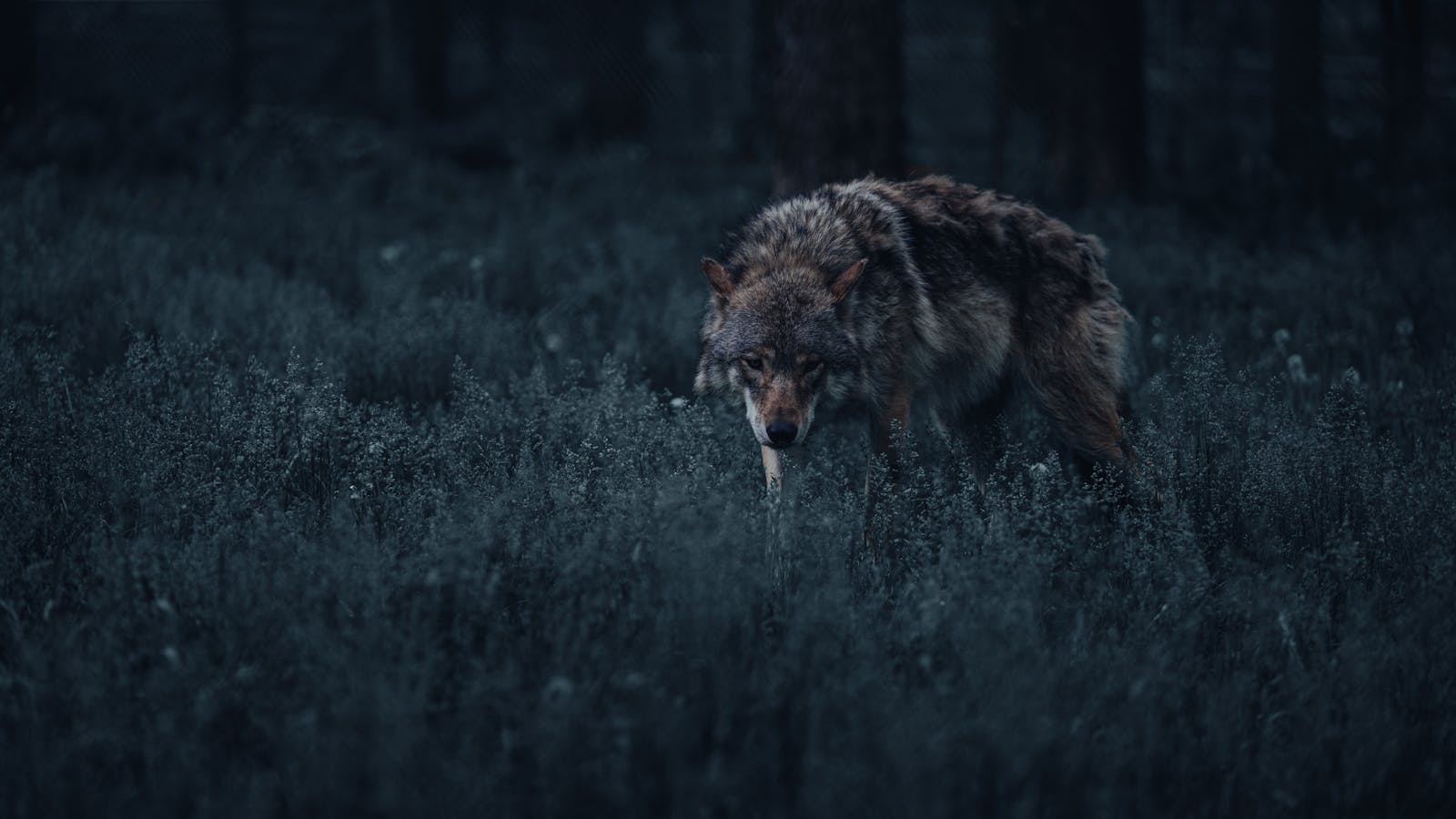 Lone Wolf Photos, Download The BEST Free Lone Wolf Stock Photos & HD Images