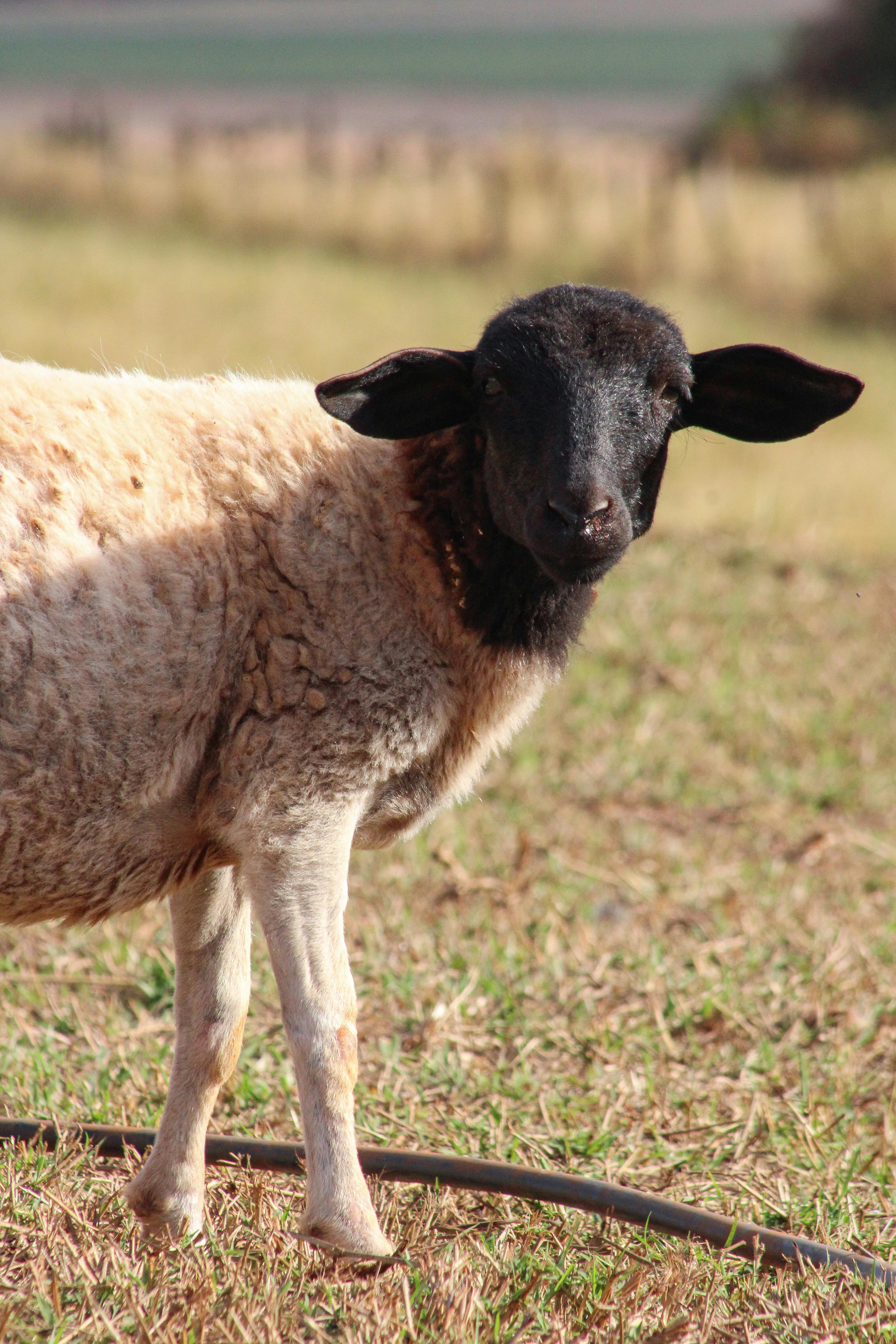A Sheep Grazing on a Pasture · Free Stock Photo
