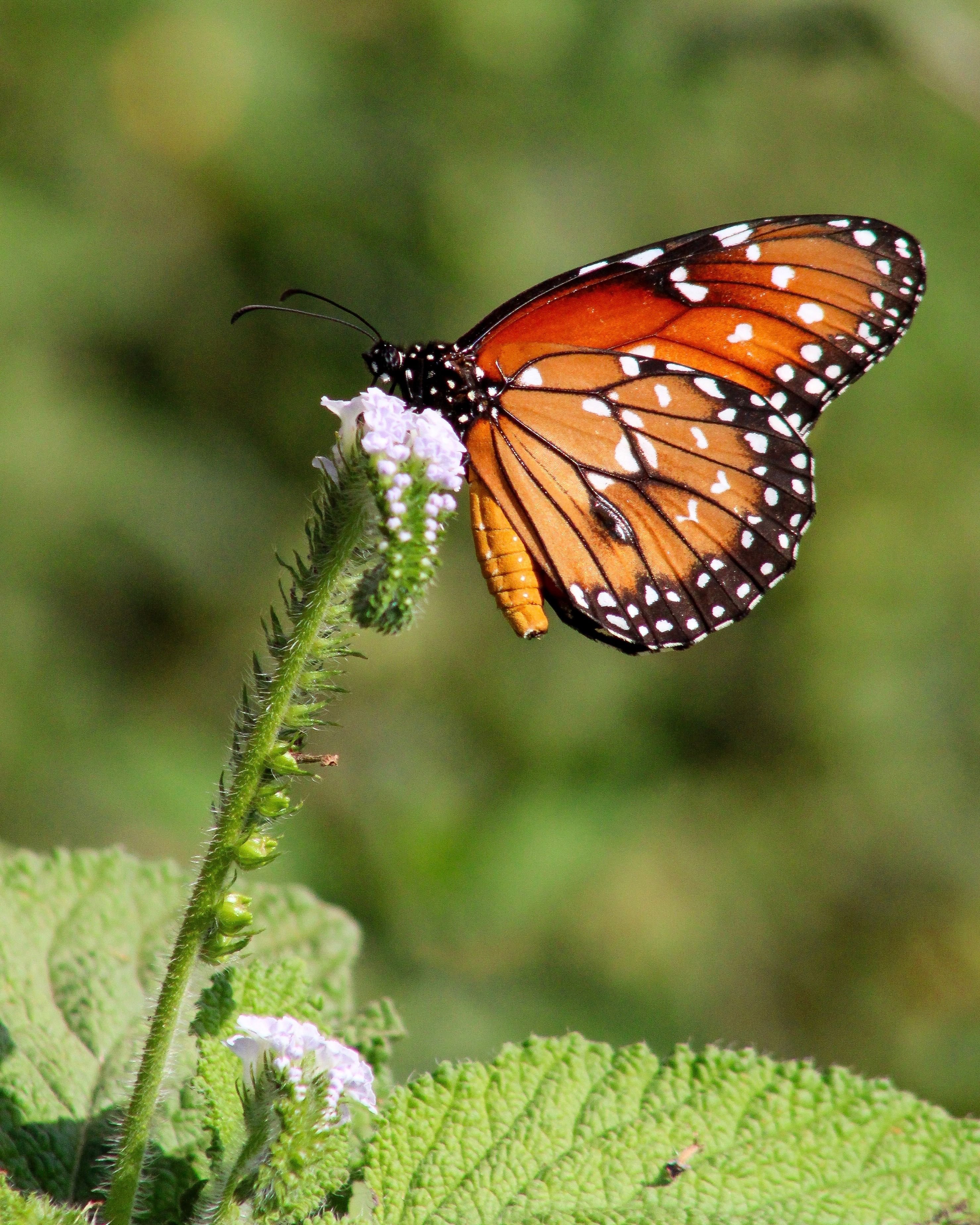 Close Up Photo of Monarch Butterfly on Top of Flower · Free Stock Photo
