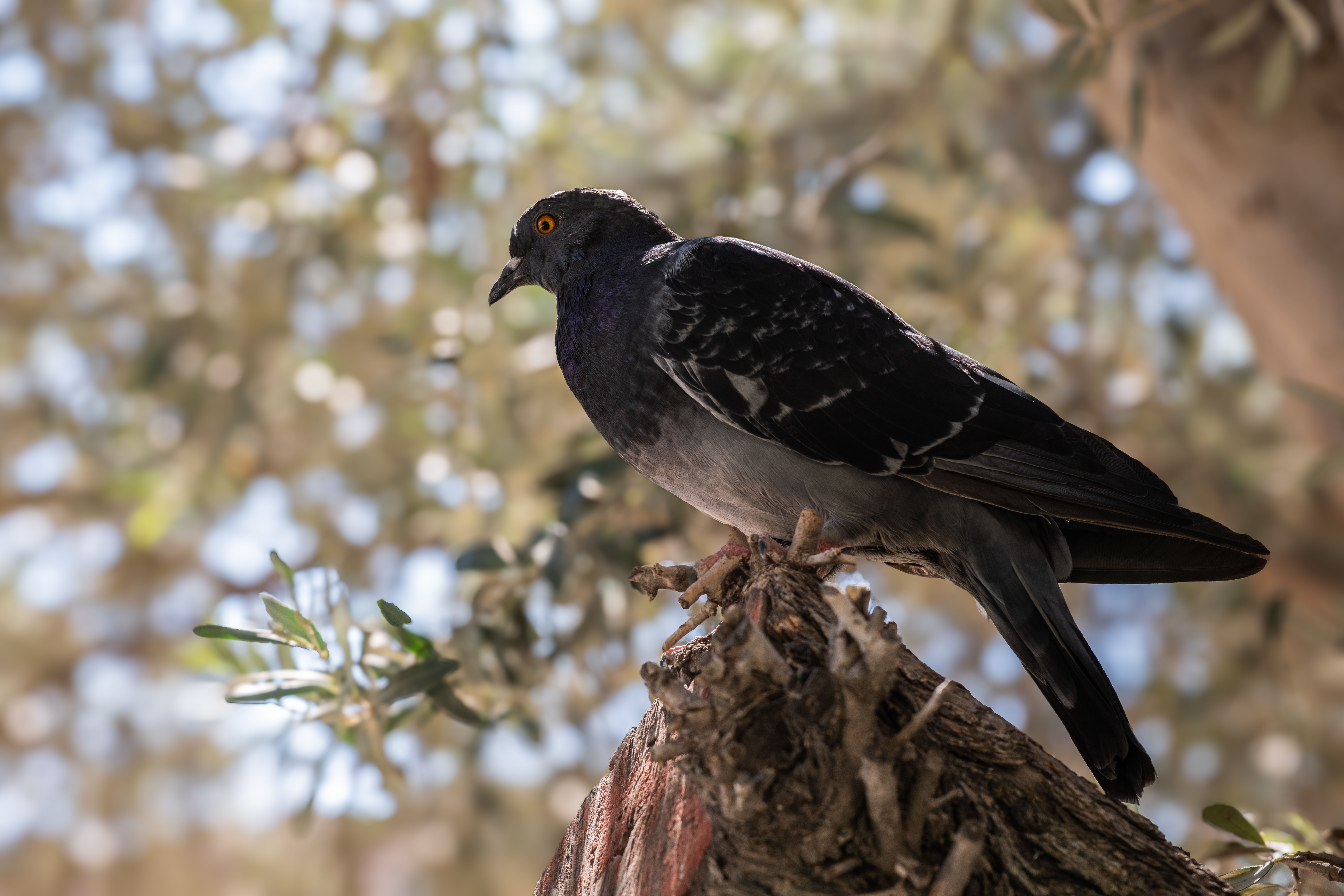 A pigeon is perched on a tree branch · Free Stock Photo