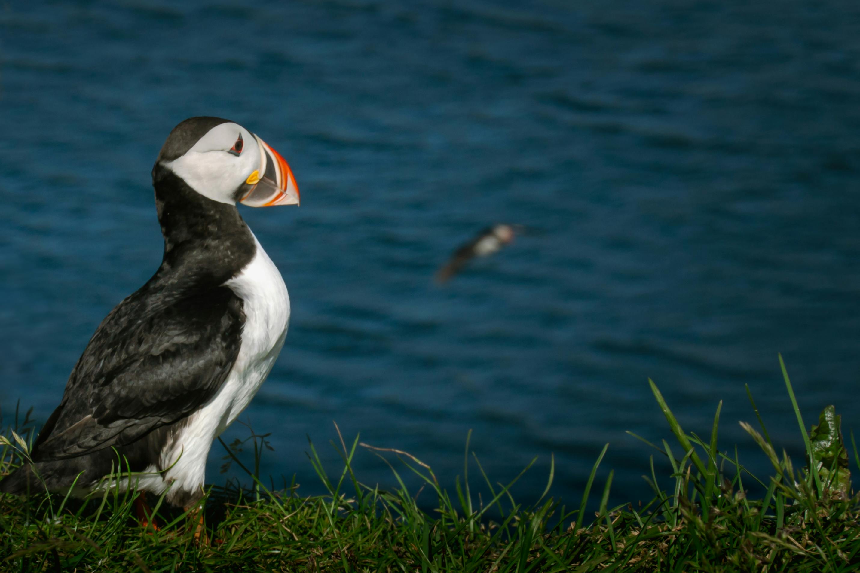 Puffin on a Shore · Free Stock Photo