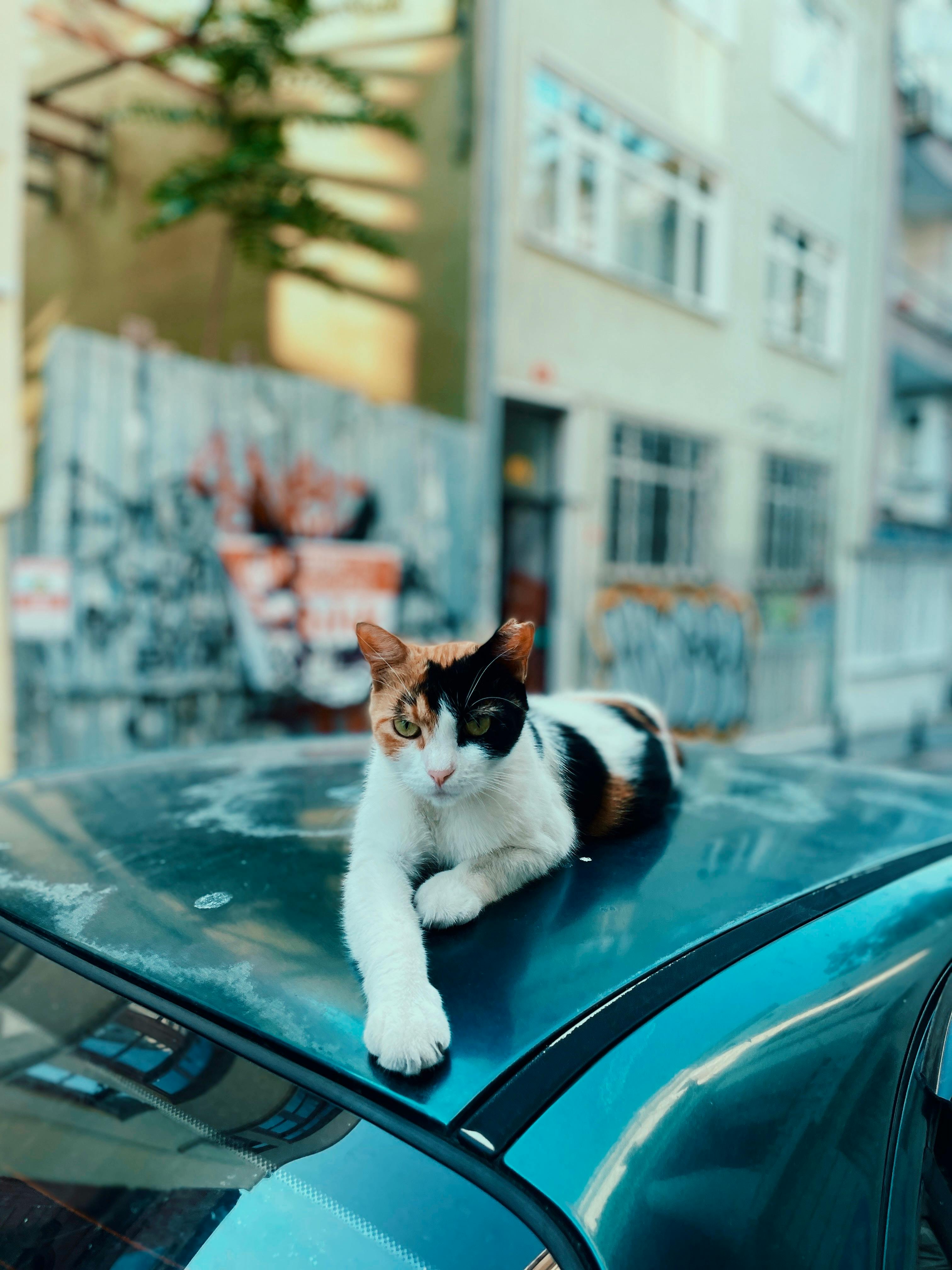 A Calico Cat Lying on a Car Roof · Free Stock Photo