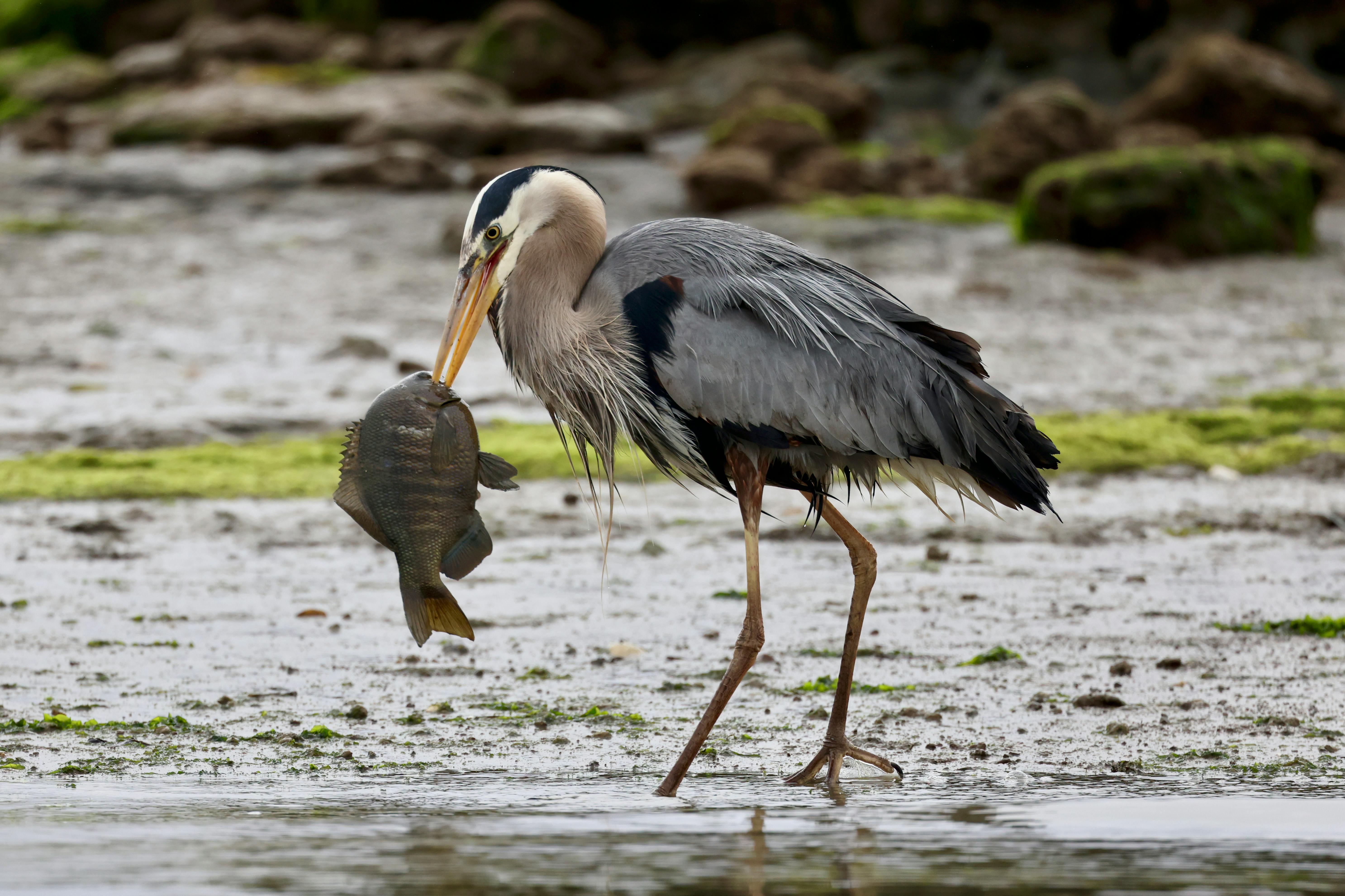 Samon Fish Photos, Download The BEST Free Samon Fish Stock Photos & HD ...