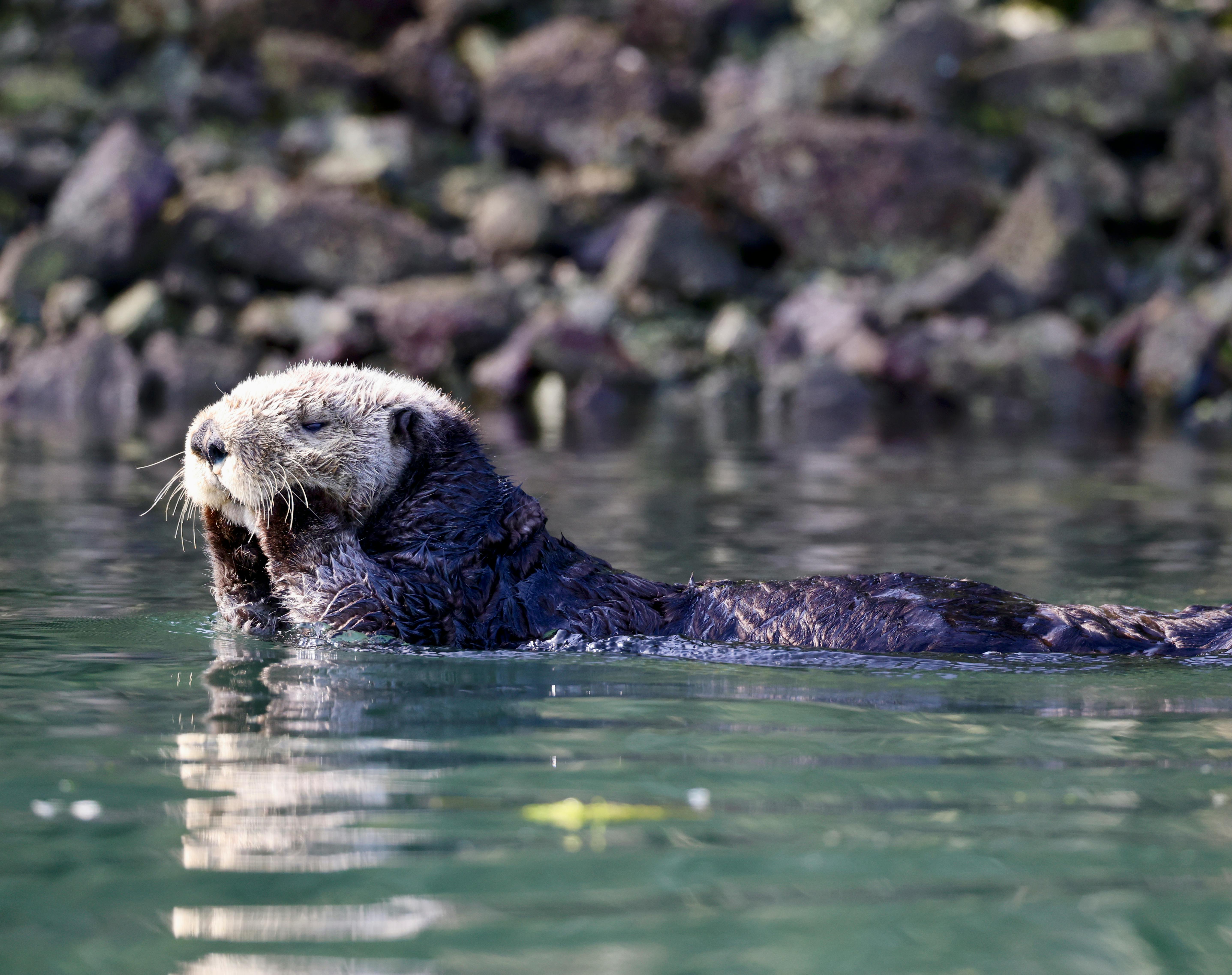 Otter in River · Free Stock Photo
