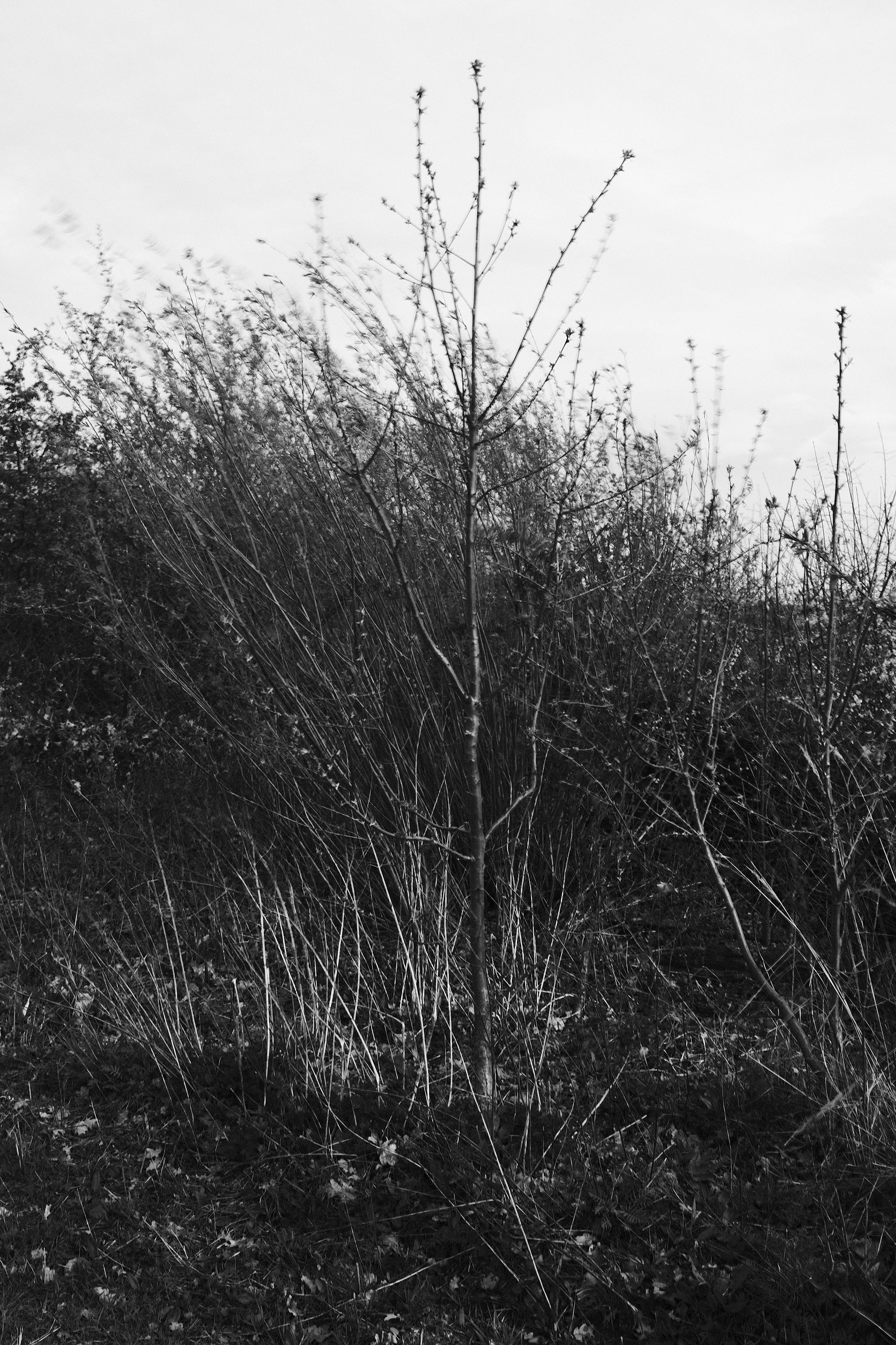 Grayscale Photography of Grass · Free Stock Photo