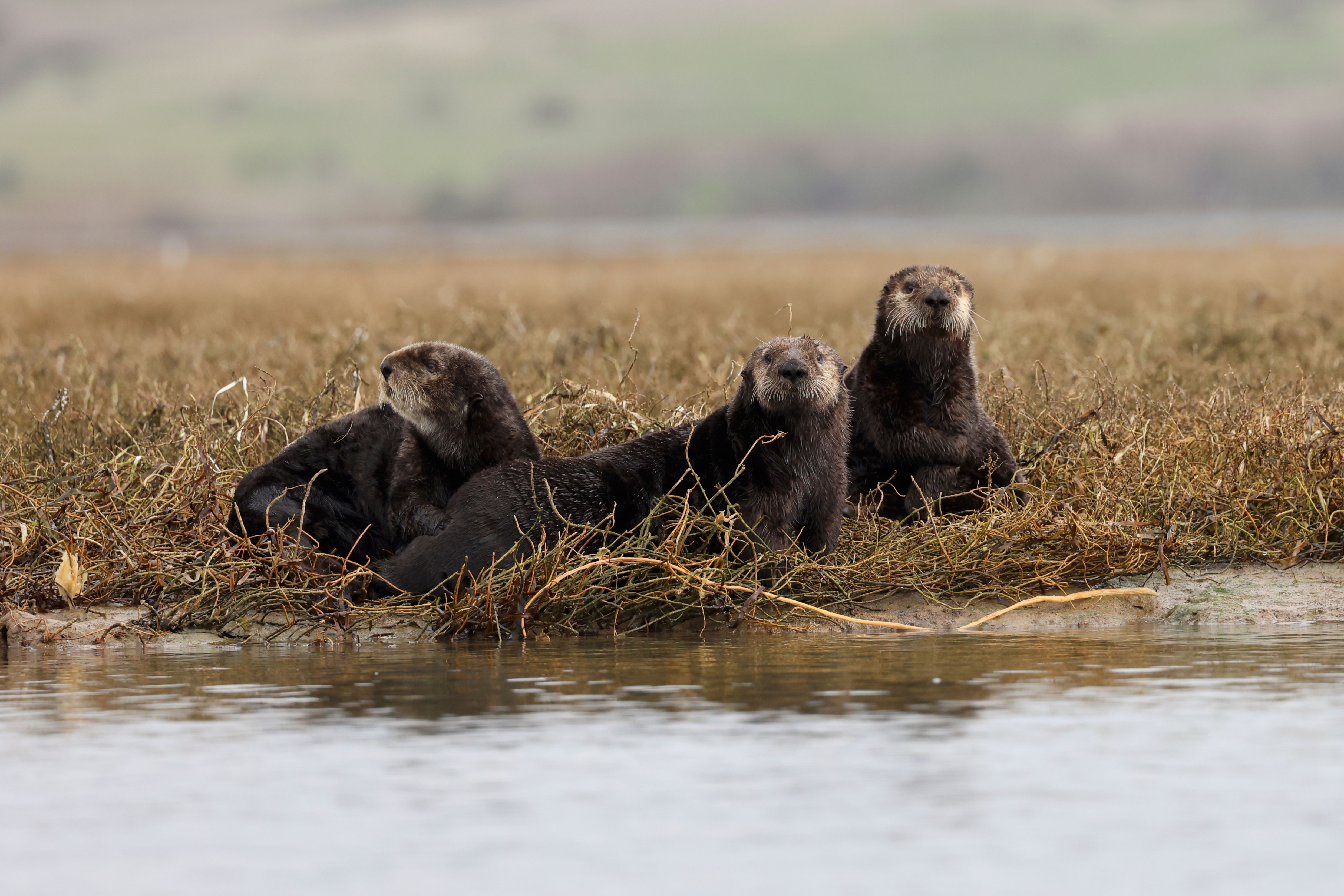 Seals by the Lake · Free Stock Photo