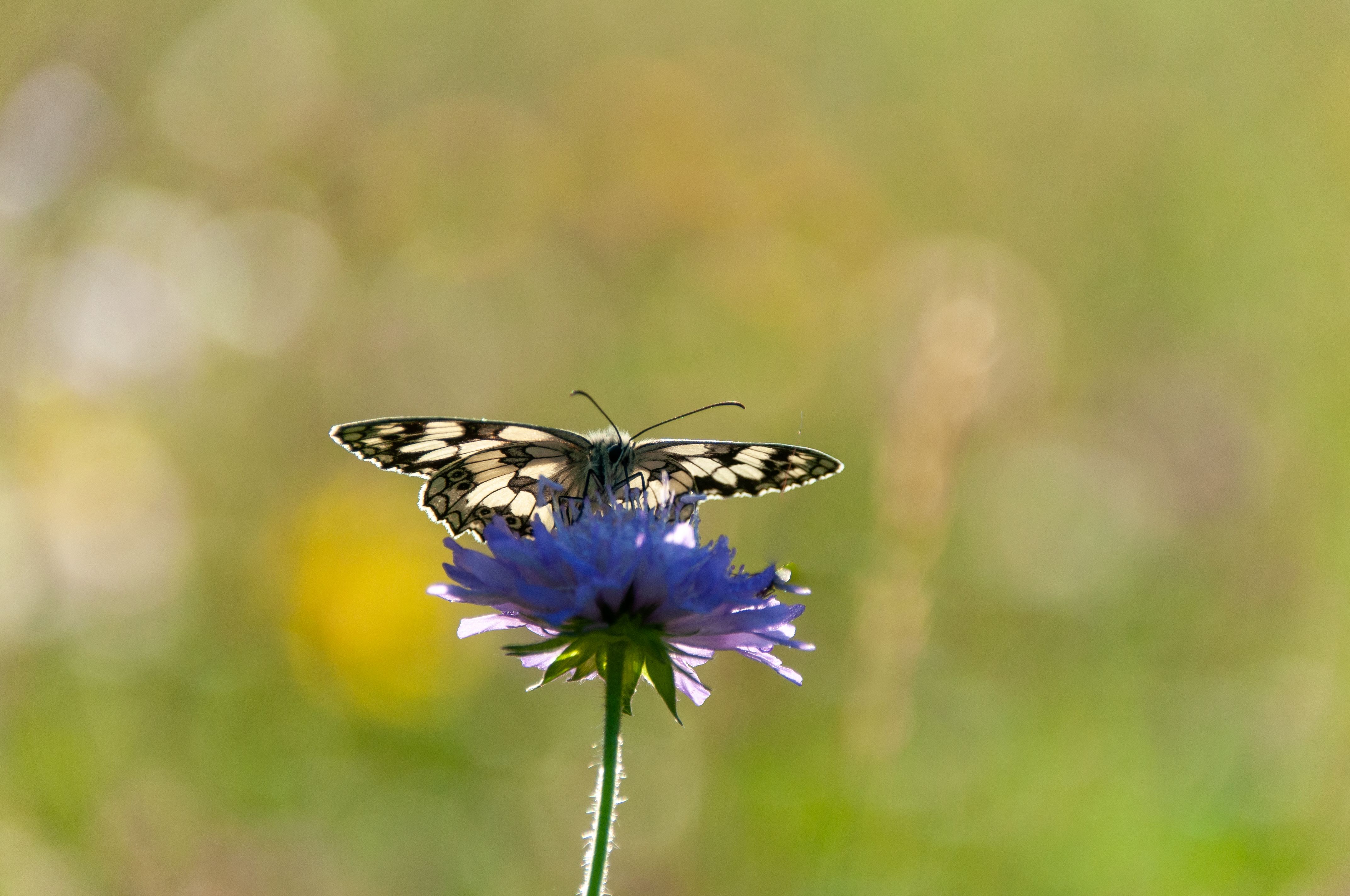 Butterfly Transformation Photos, Download The BEST Free Butterfly ...