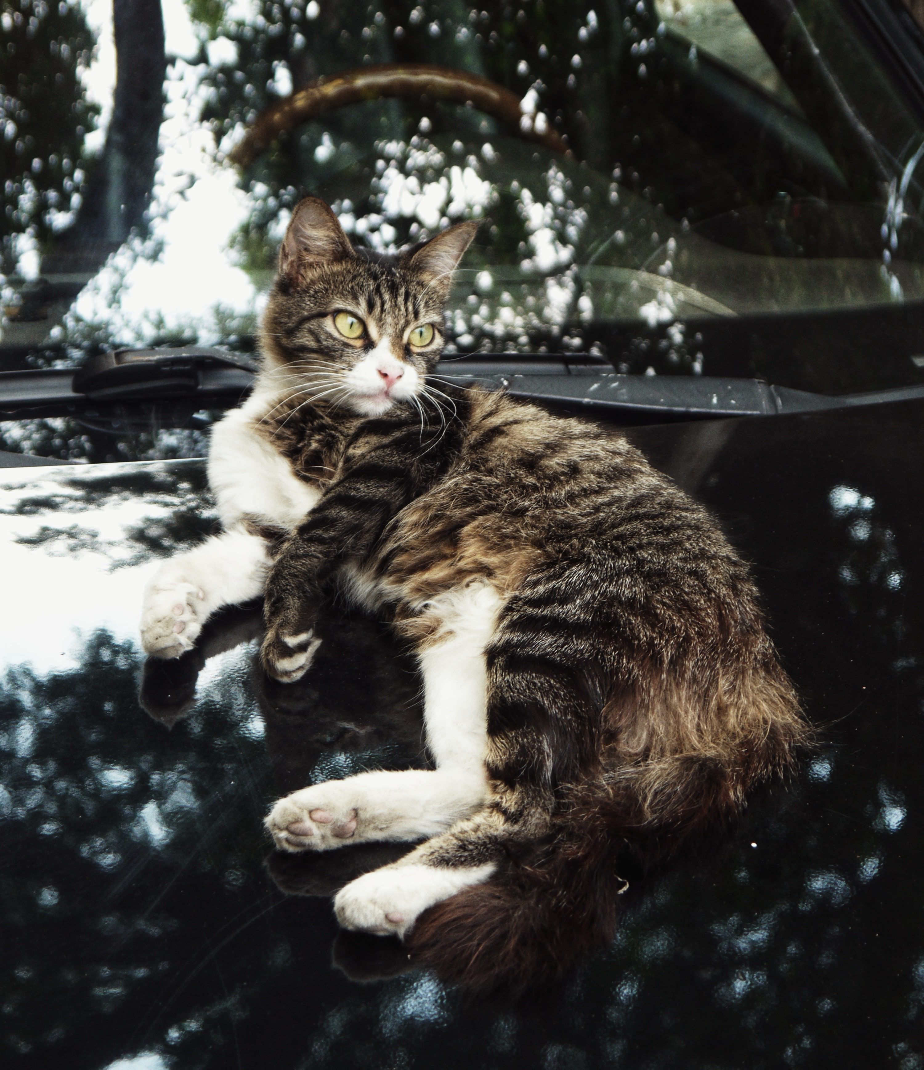 Relaxed Tabby Cat Resting on Car Hood · Free Stock Photo