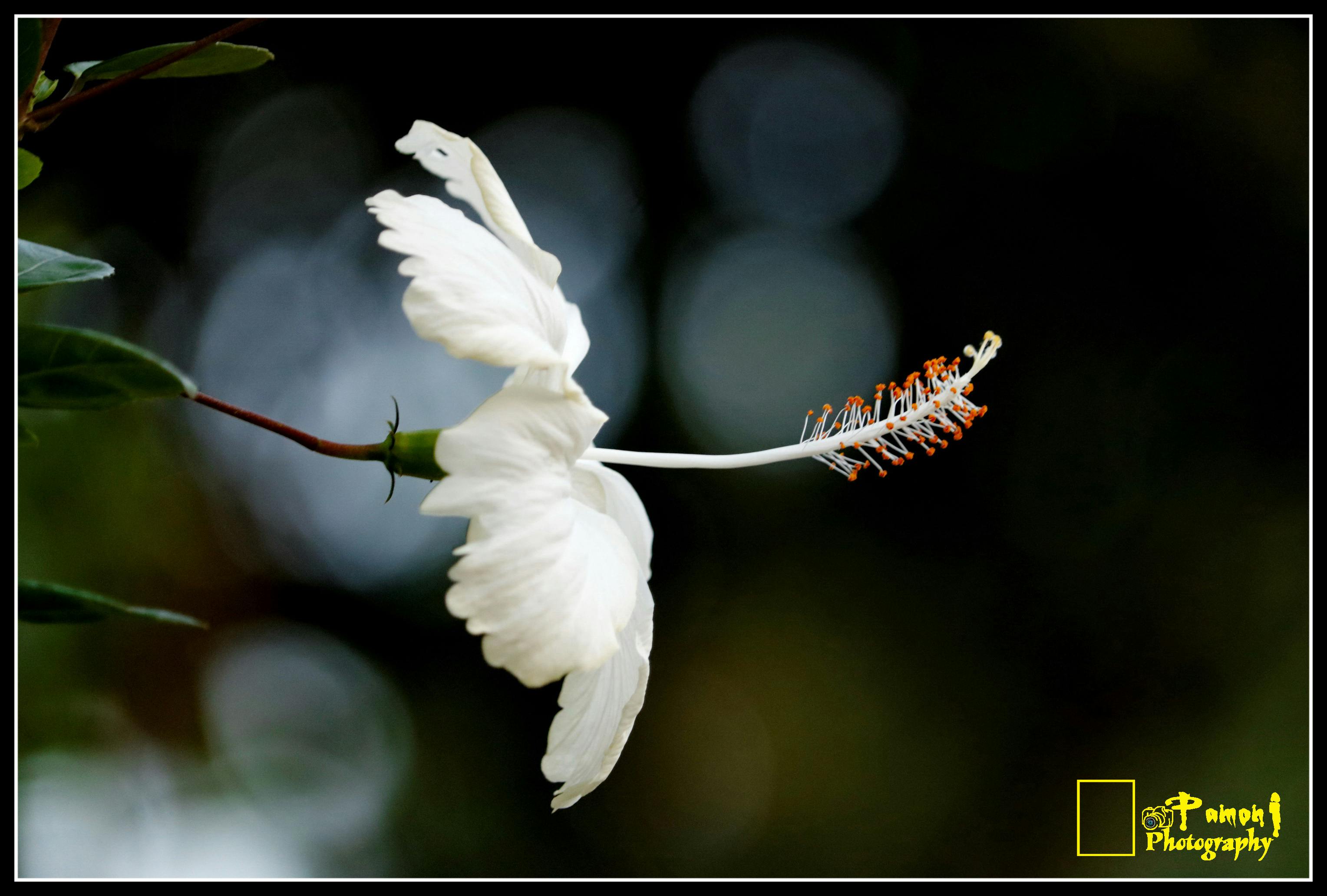 Free stock photo from Pamoni · Pexels