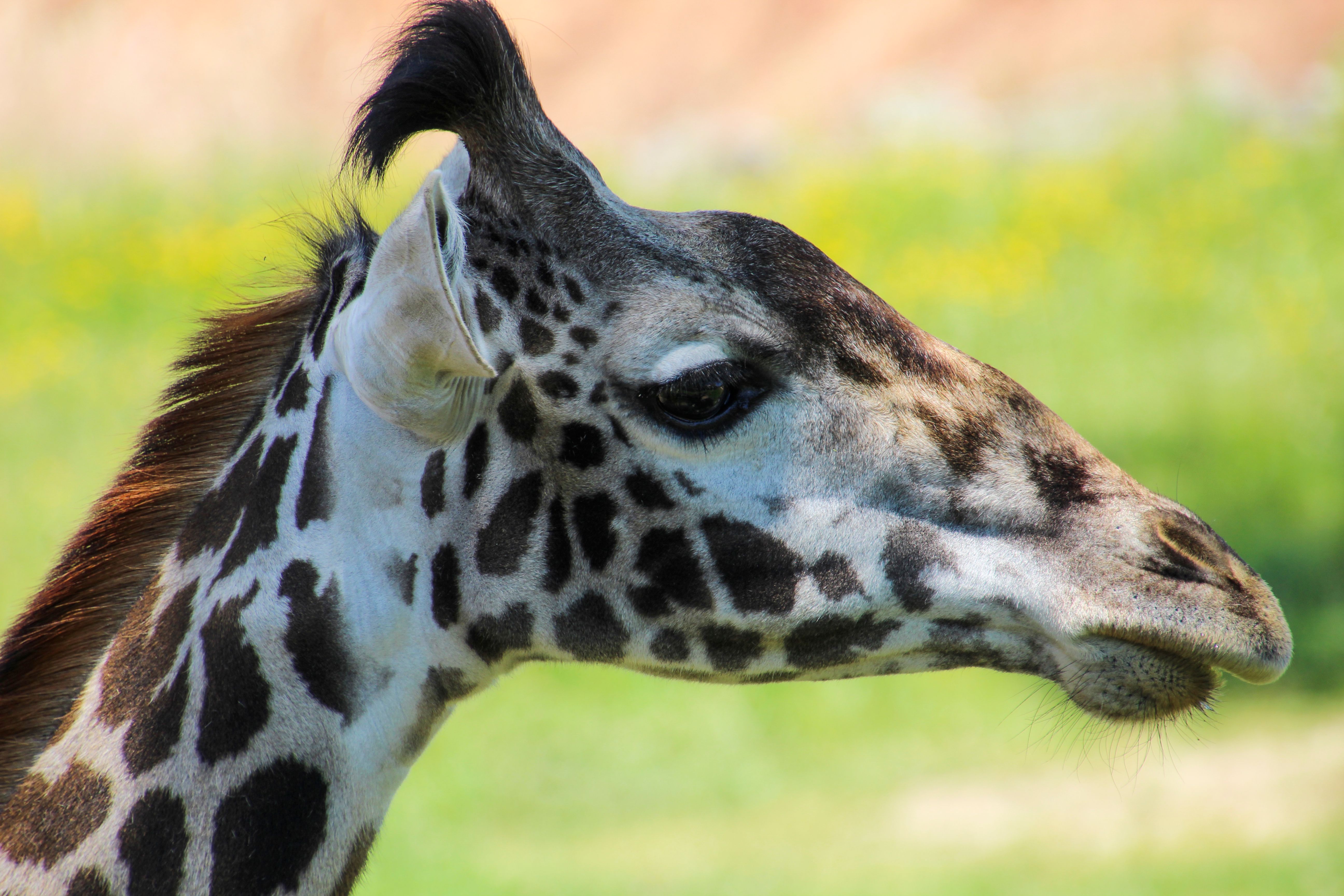 High Resolution Grassland Africa Photos, Download The BEST Free High ...