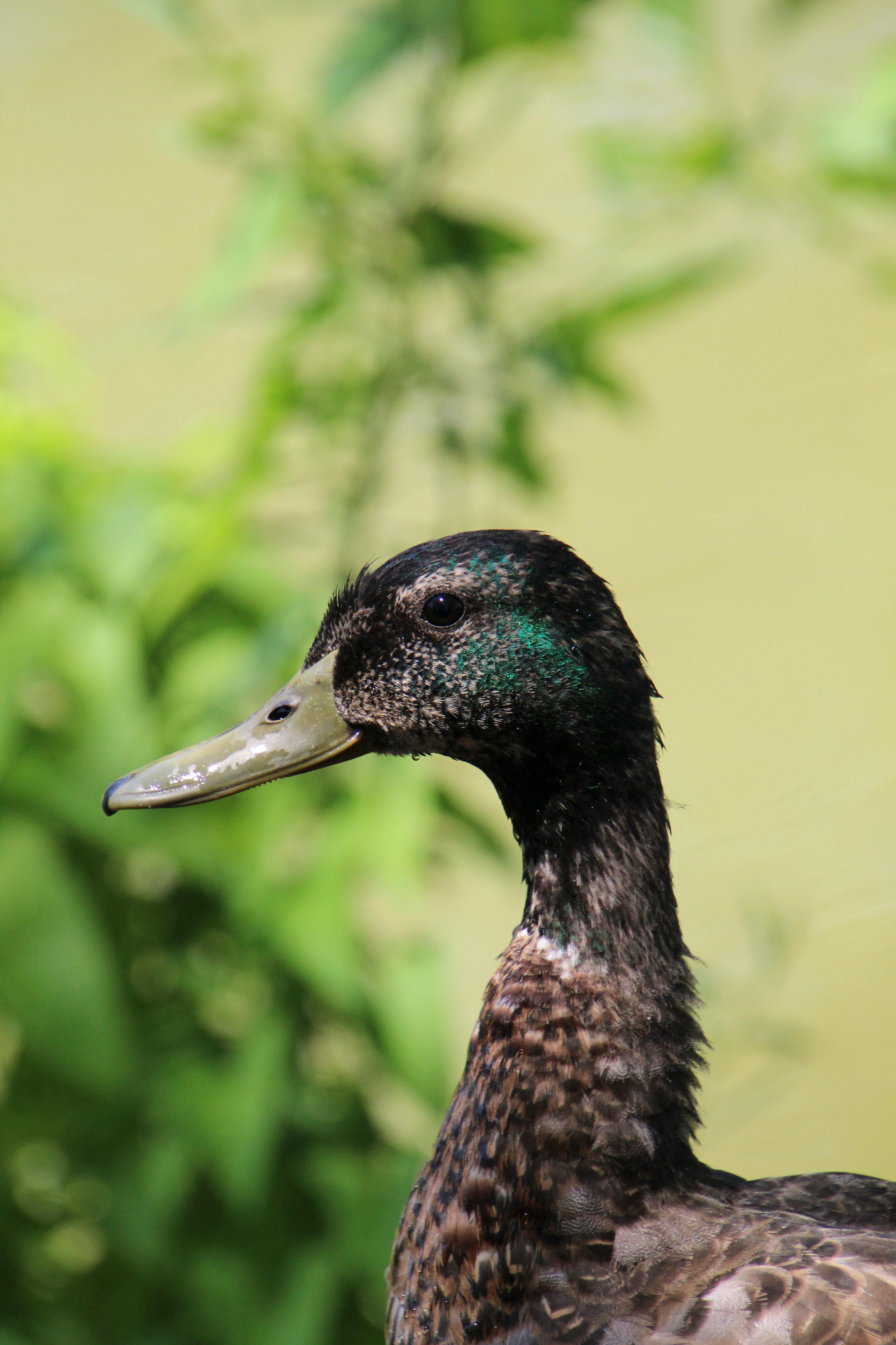 Close-up of a Ducks Head · Free Stock Photo
