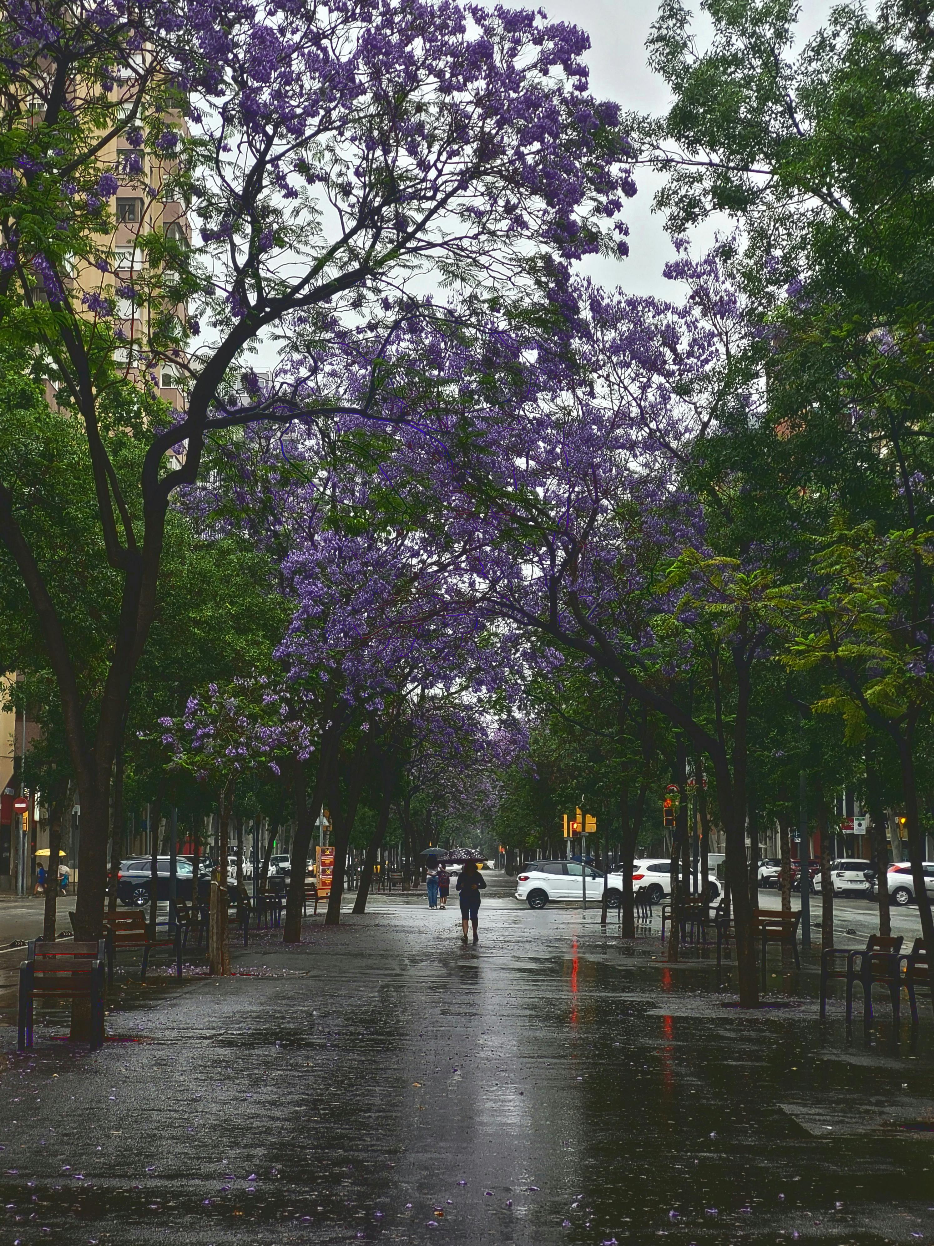 A person walking down a street with purple trees · Free Stock Photo