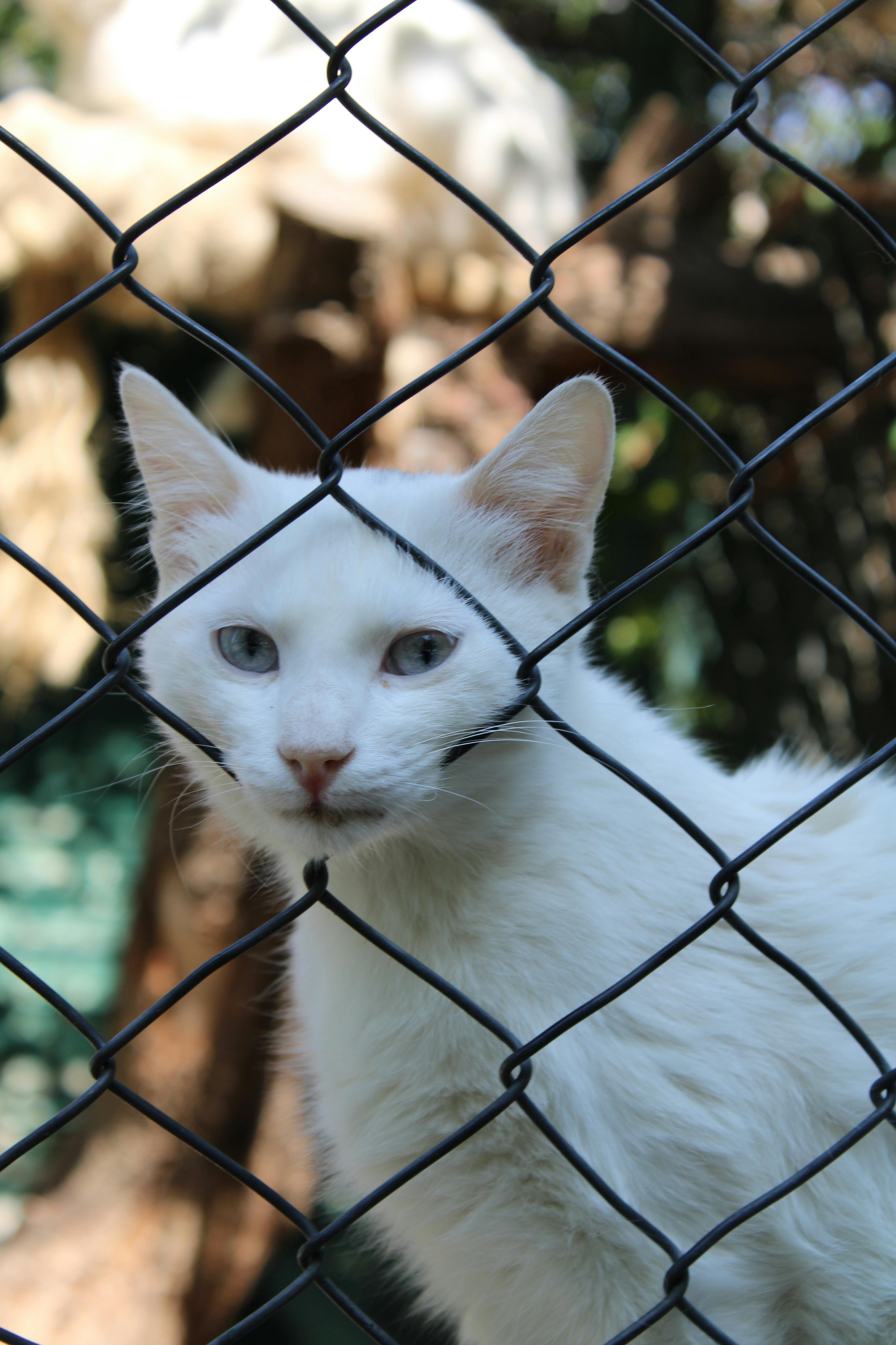 Portrait of White Cat behind Fence · Free Stock Photo