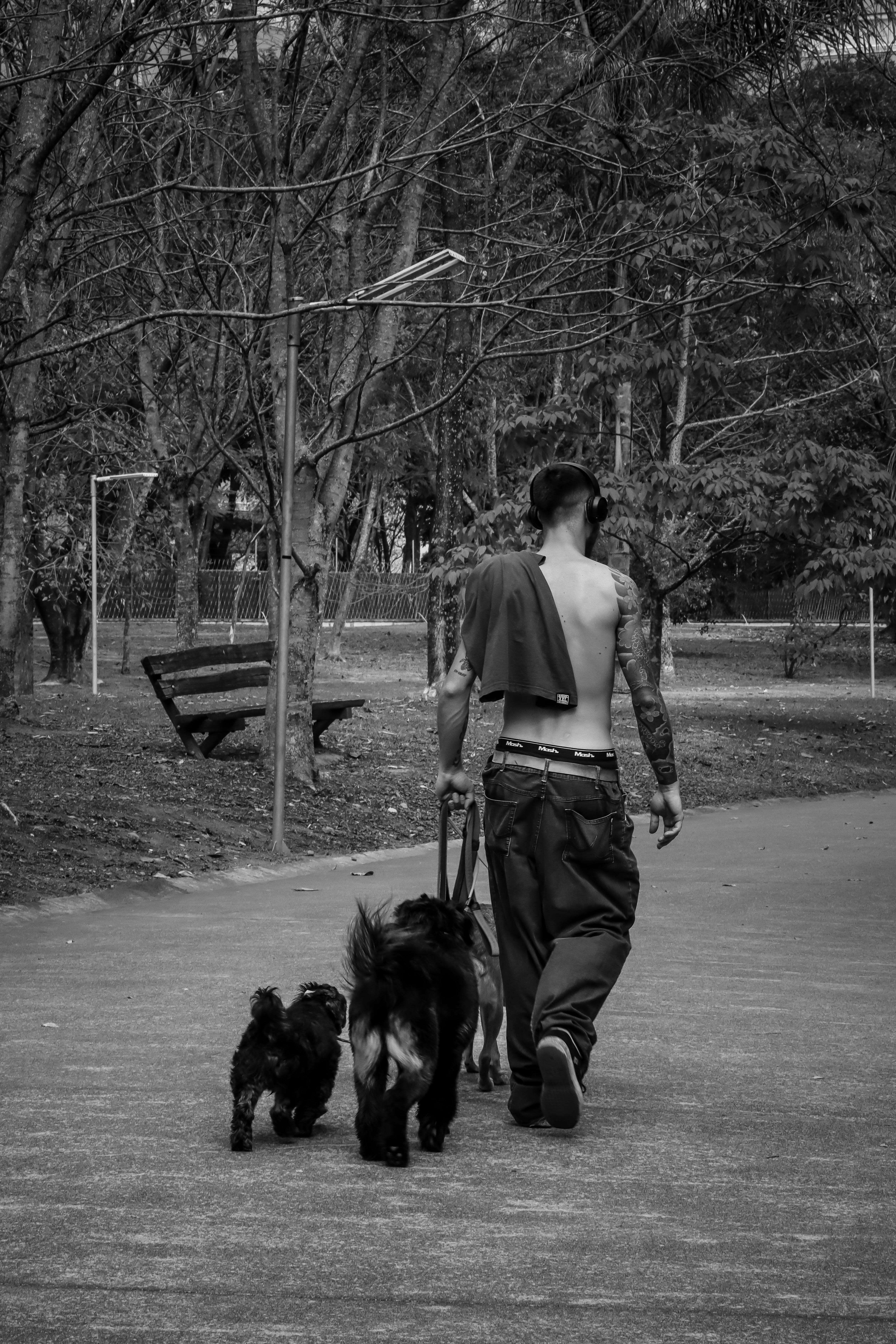 A man walking his dogs in a park · Free Stock Photo