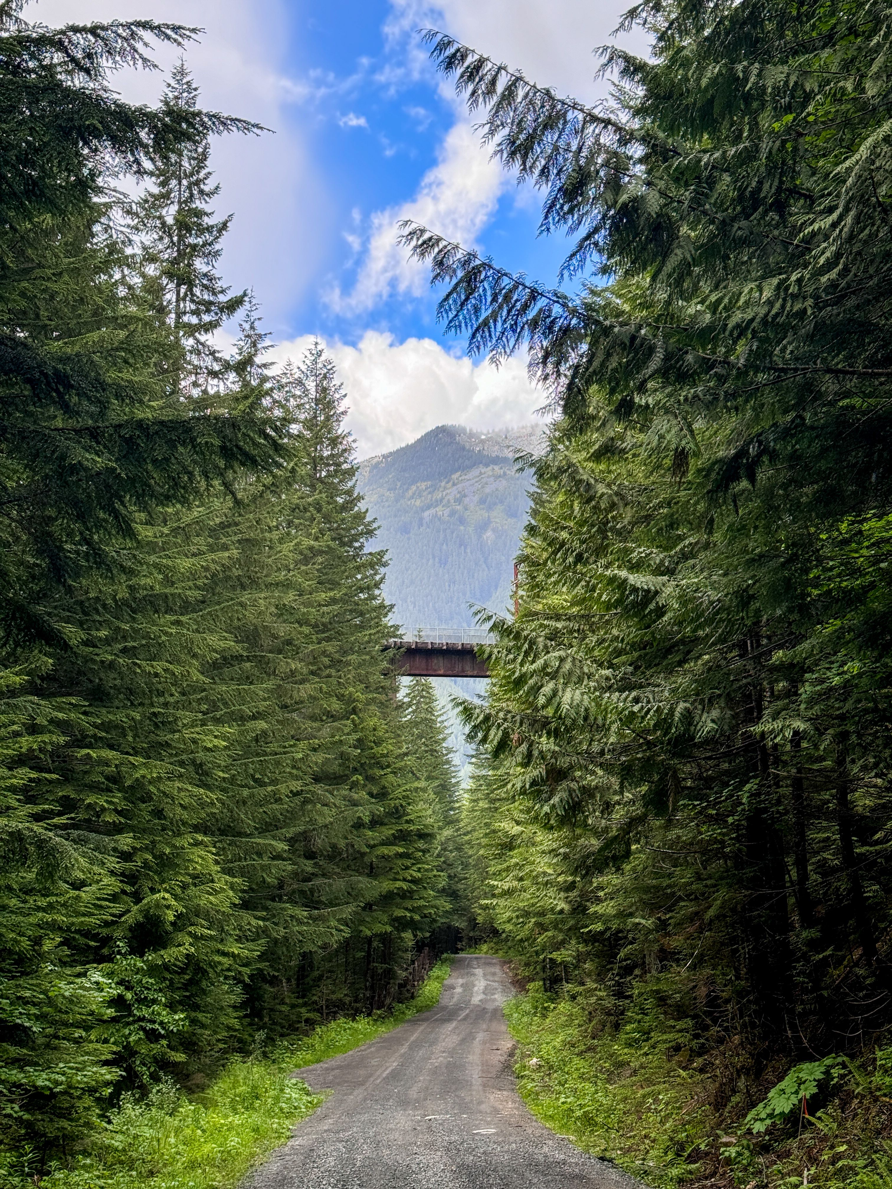 Washington Fir Tree Photos, Download The BEST Free Washington Fir Tree ...