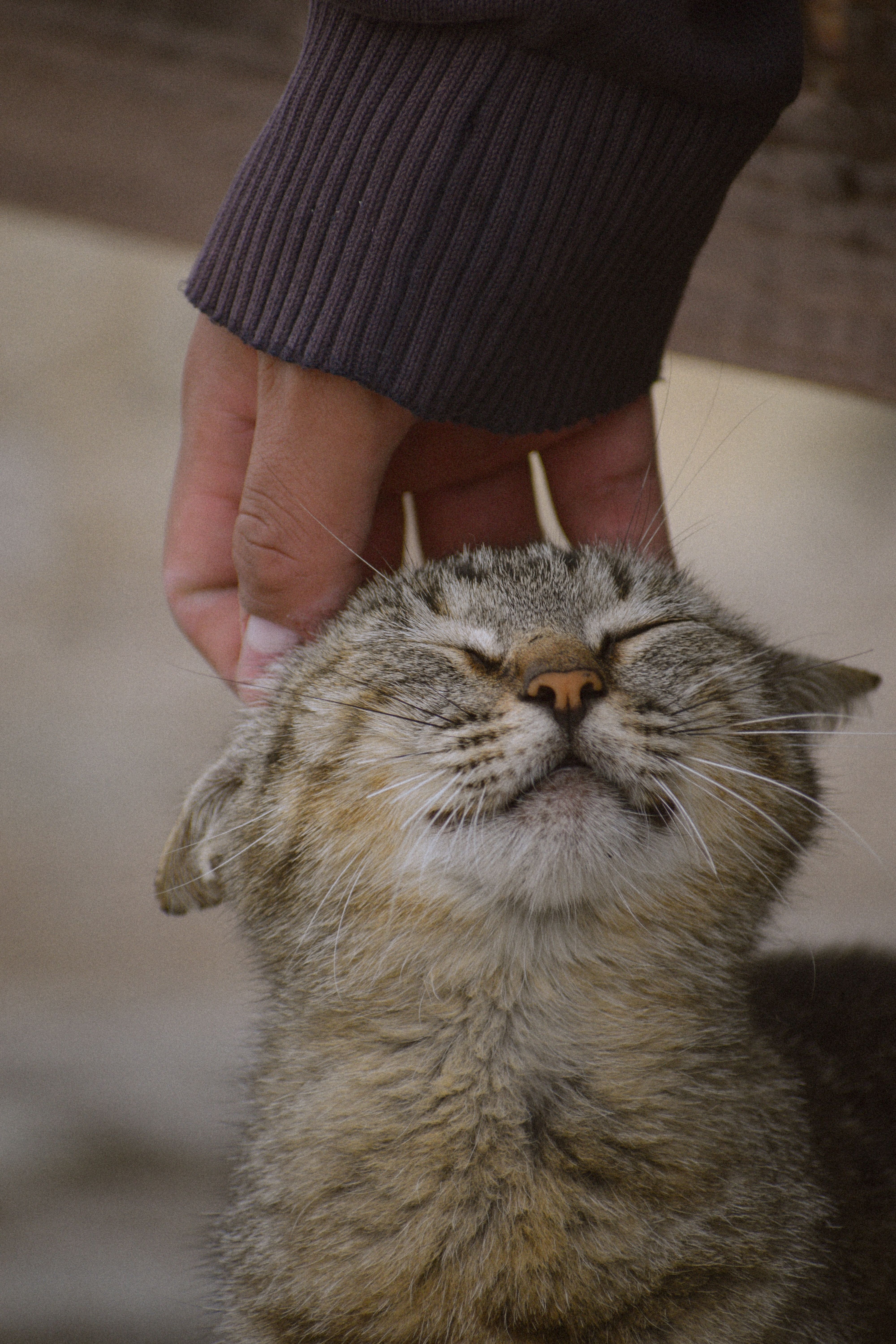 Cat Lasagna Photos, Download The BEST Free Cat Lasagna Stock Photos ...