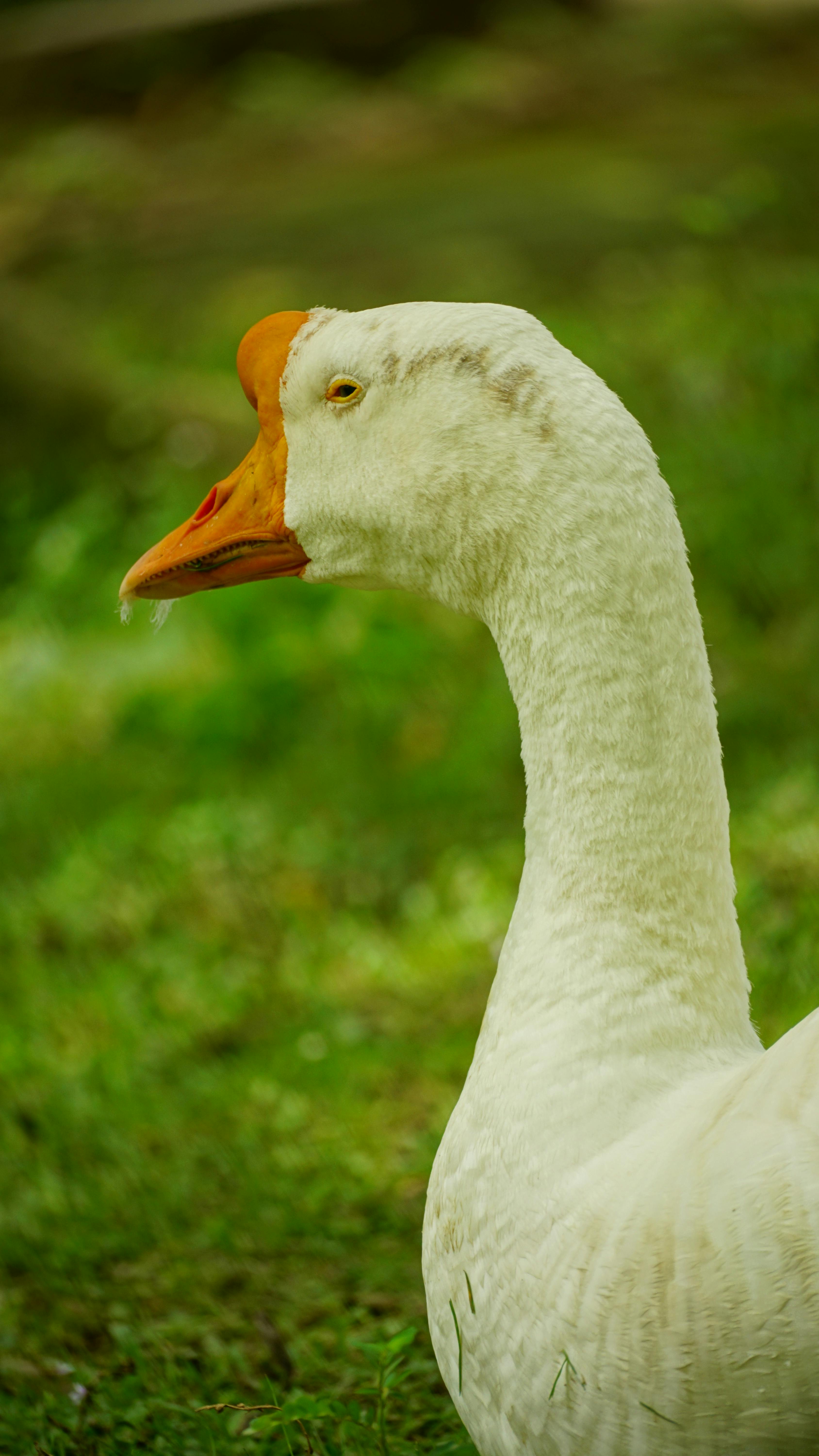 A white goose with a red beak · Free Stock Photo