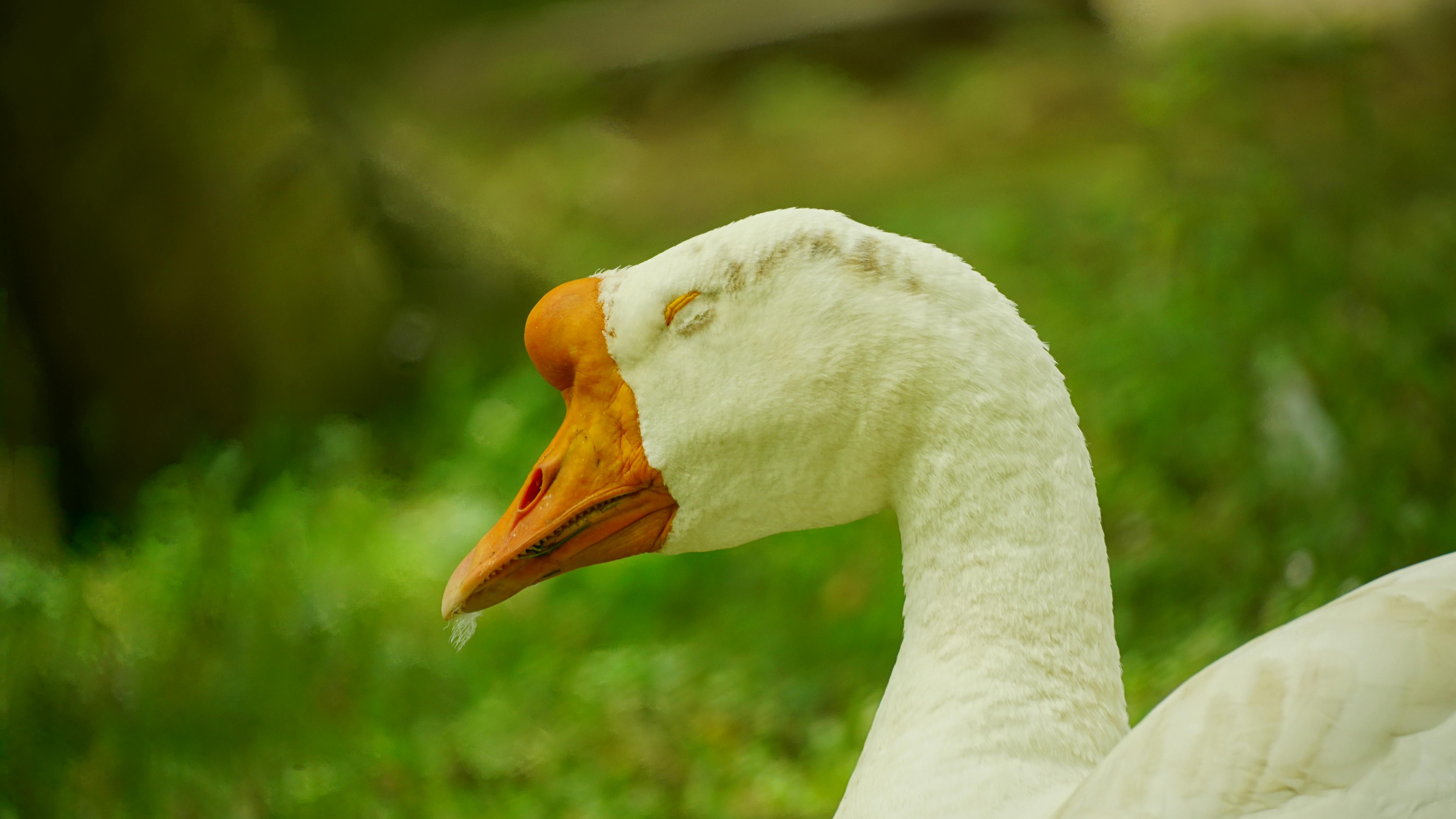 A white goose with a red beak · Free Stock Photo