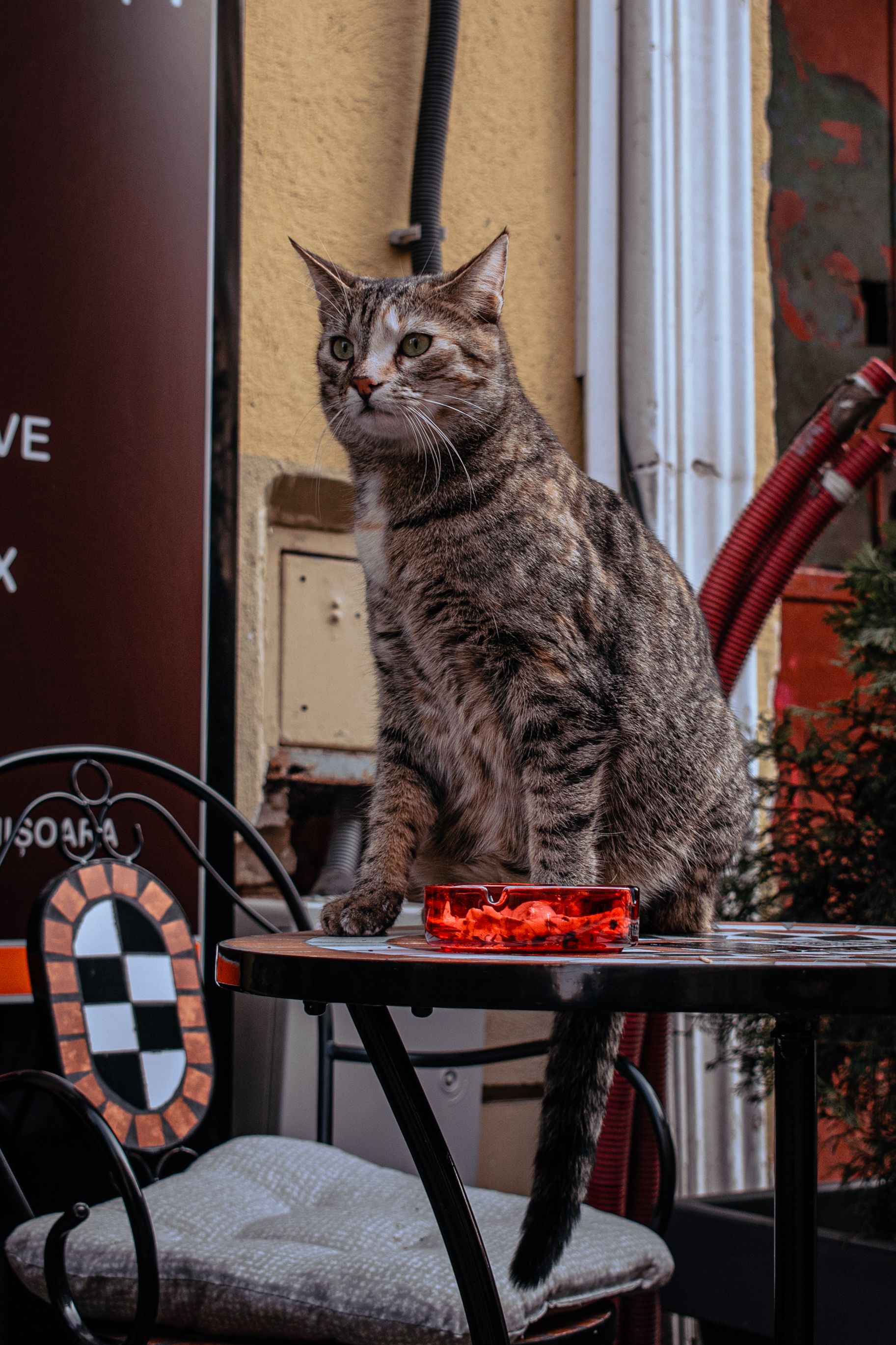 Cat on a Table in Restaurant · Free Stock Photo