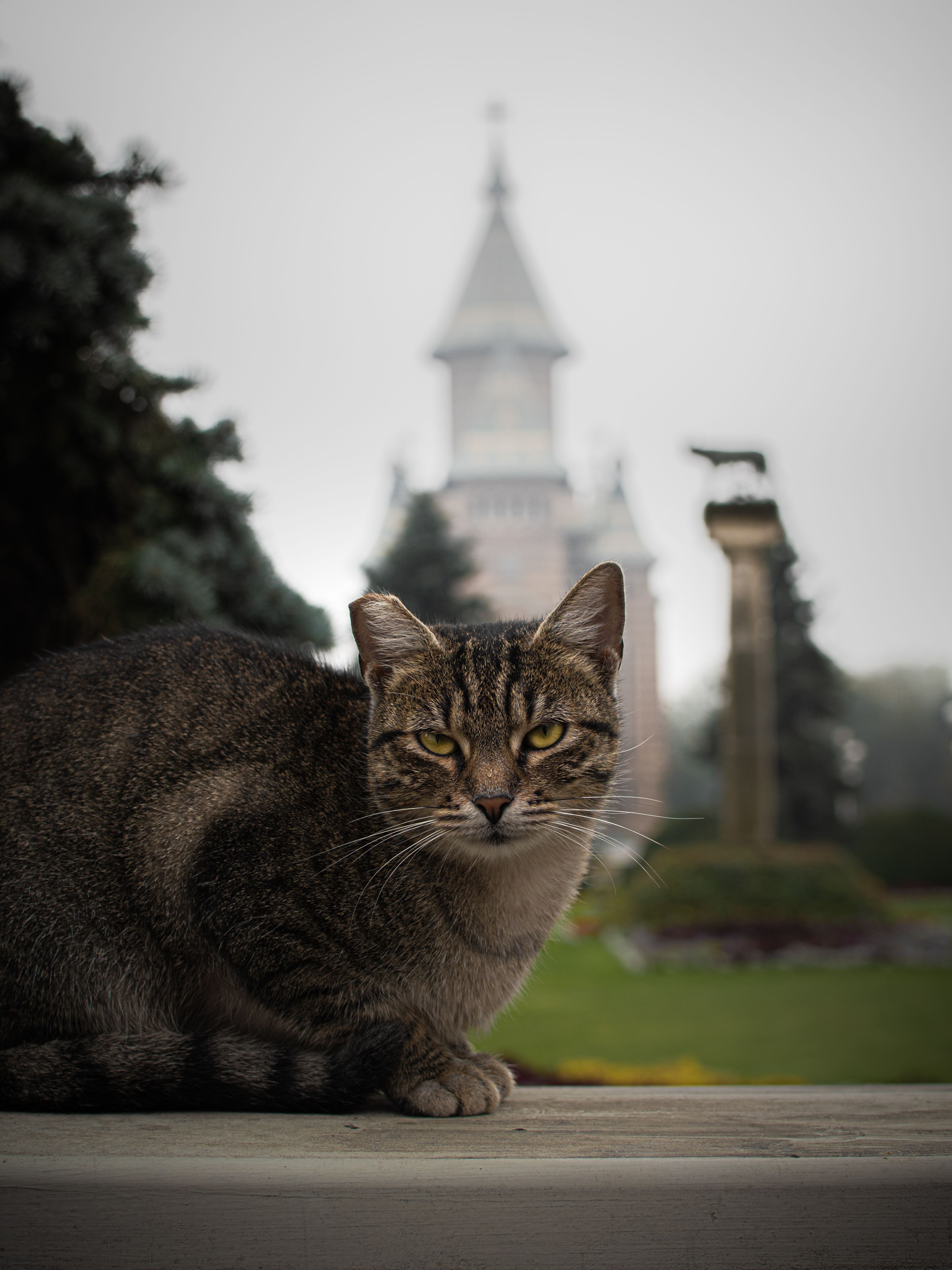 Funny Cat Tower Photos, Download The BEST Free Funny Cat Tower Stock ...