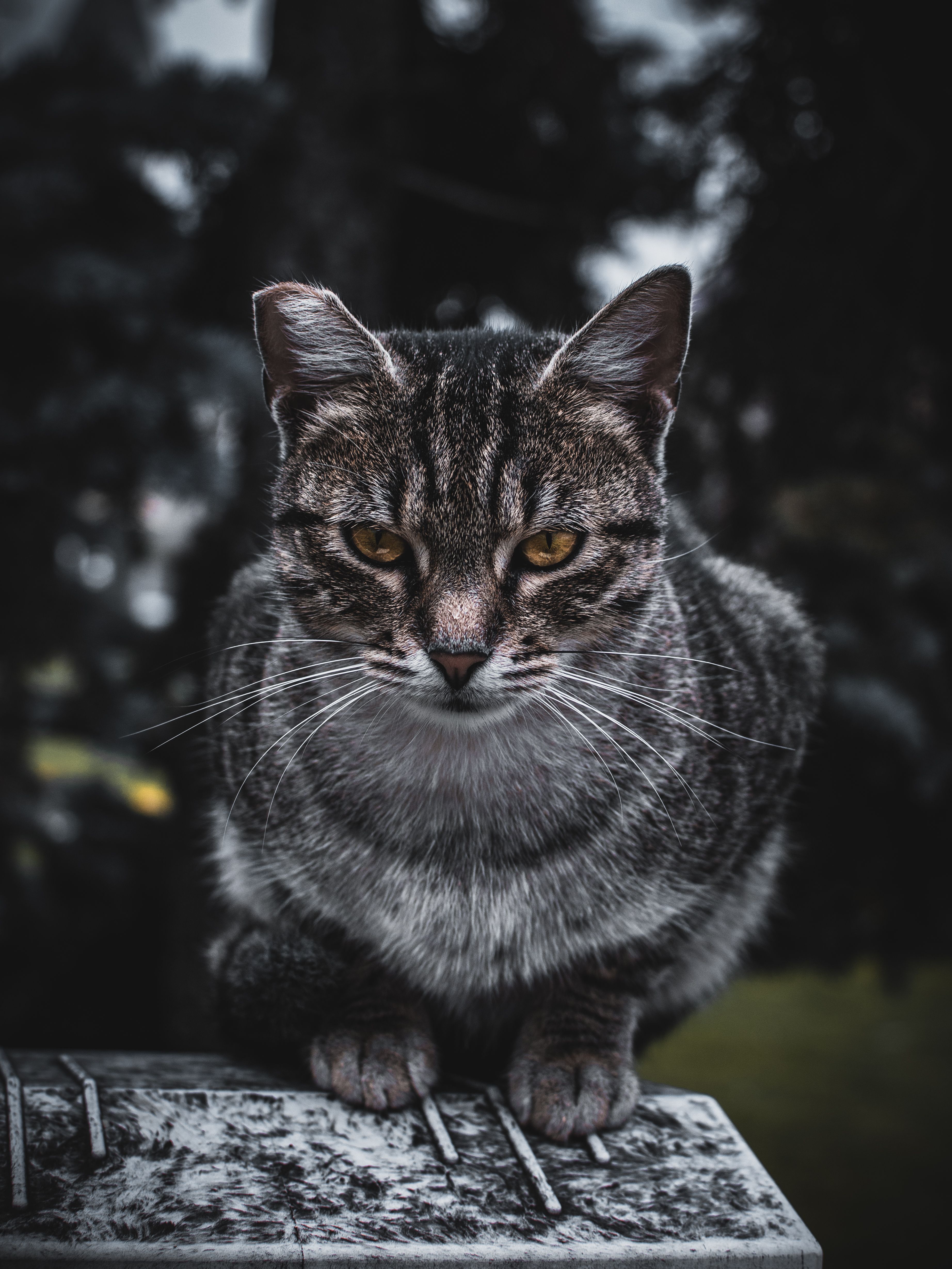 Wild Cat Background Photos, Download The BEST Free Wild Cat Background ...