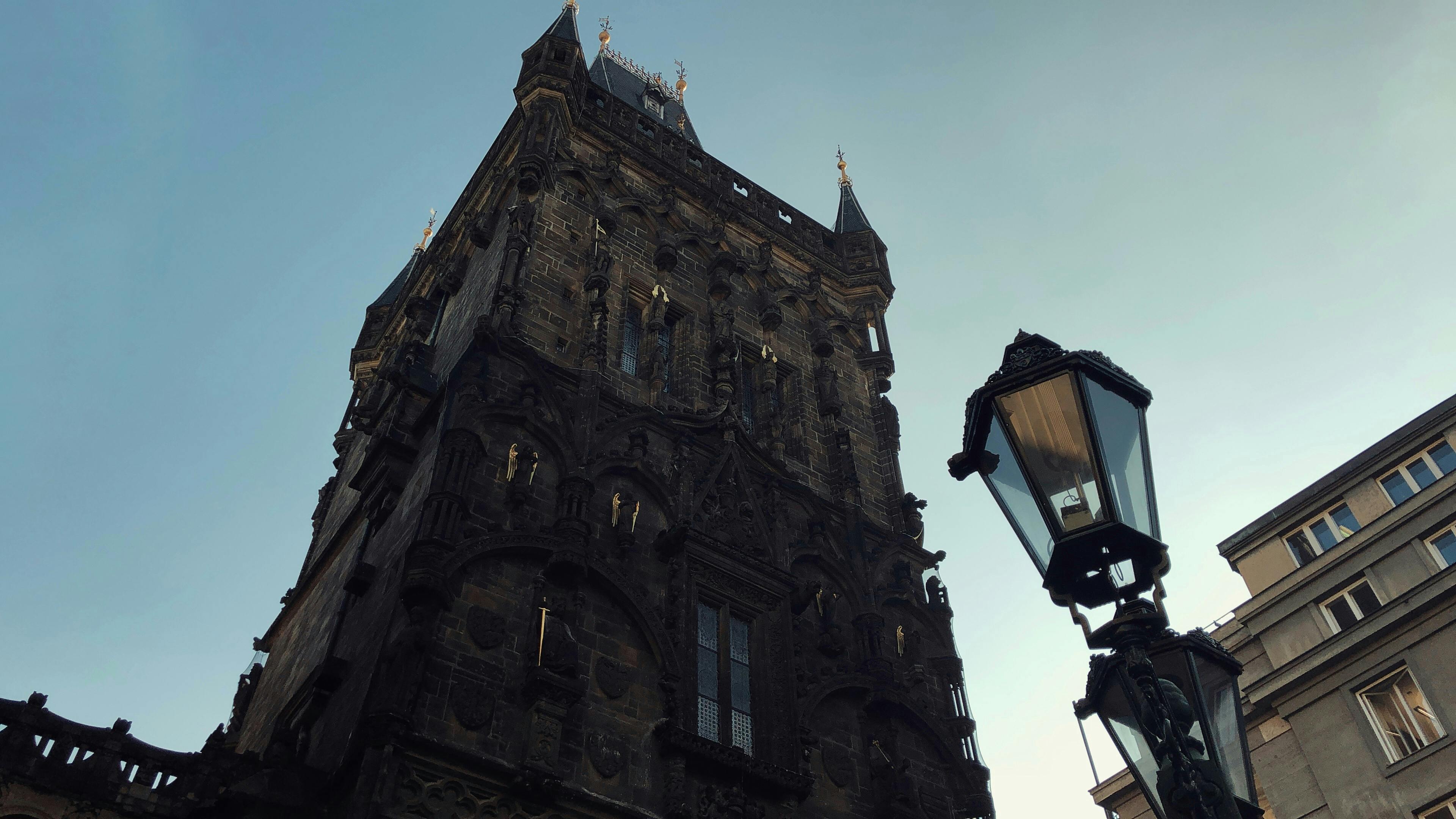 Ambam Gorilla - 사진