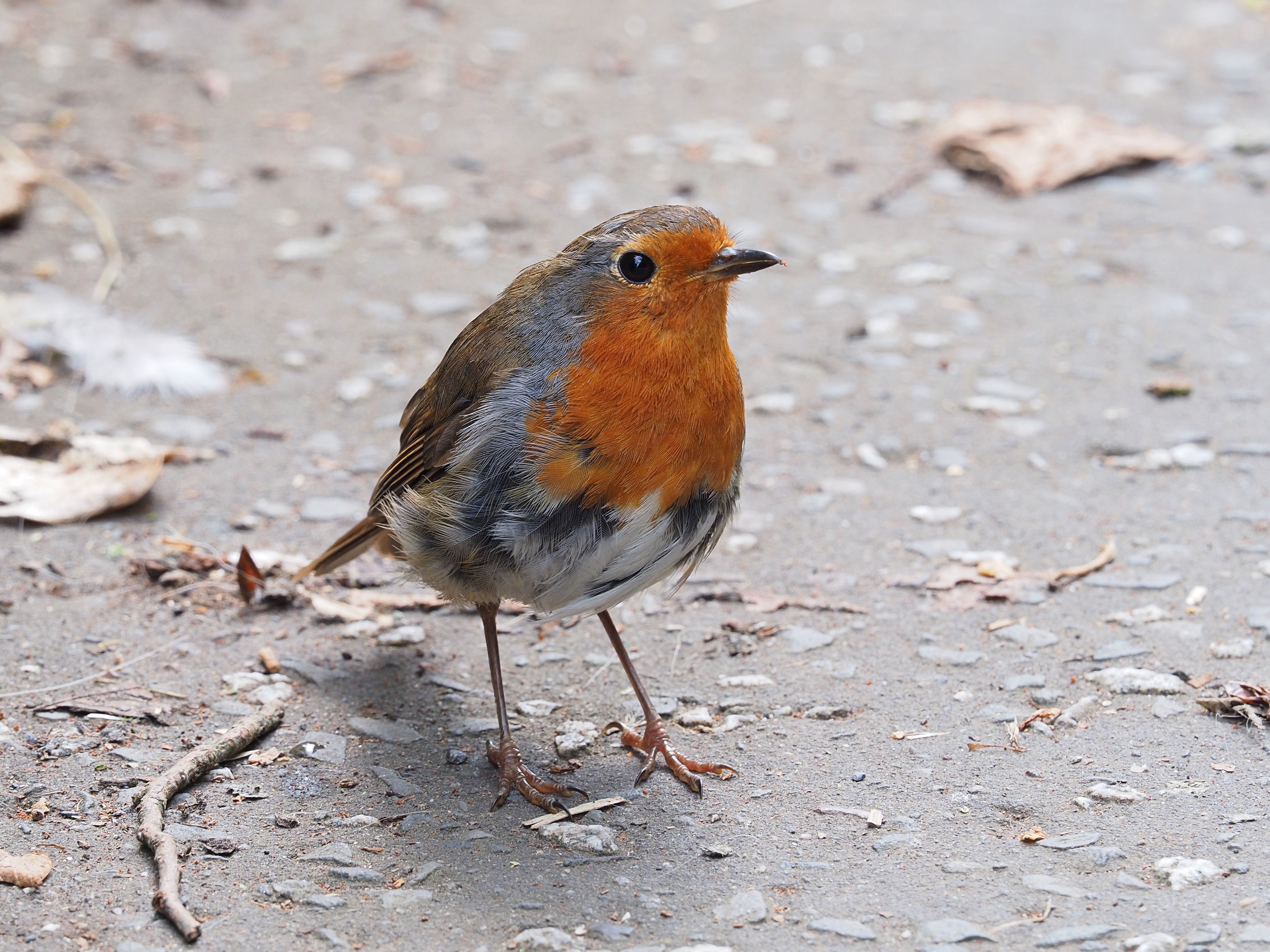 Robin walking the pavement. · Free Stock Photo