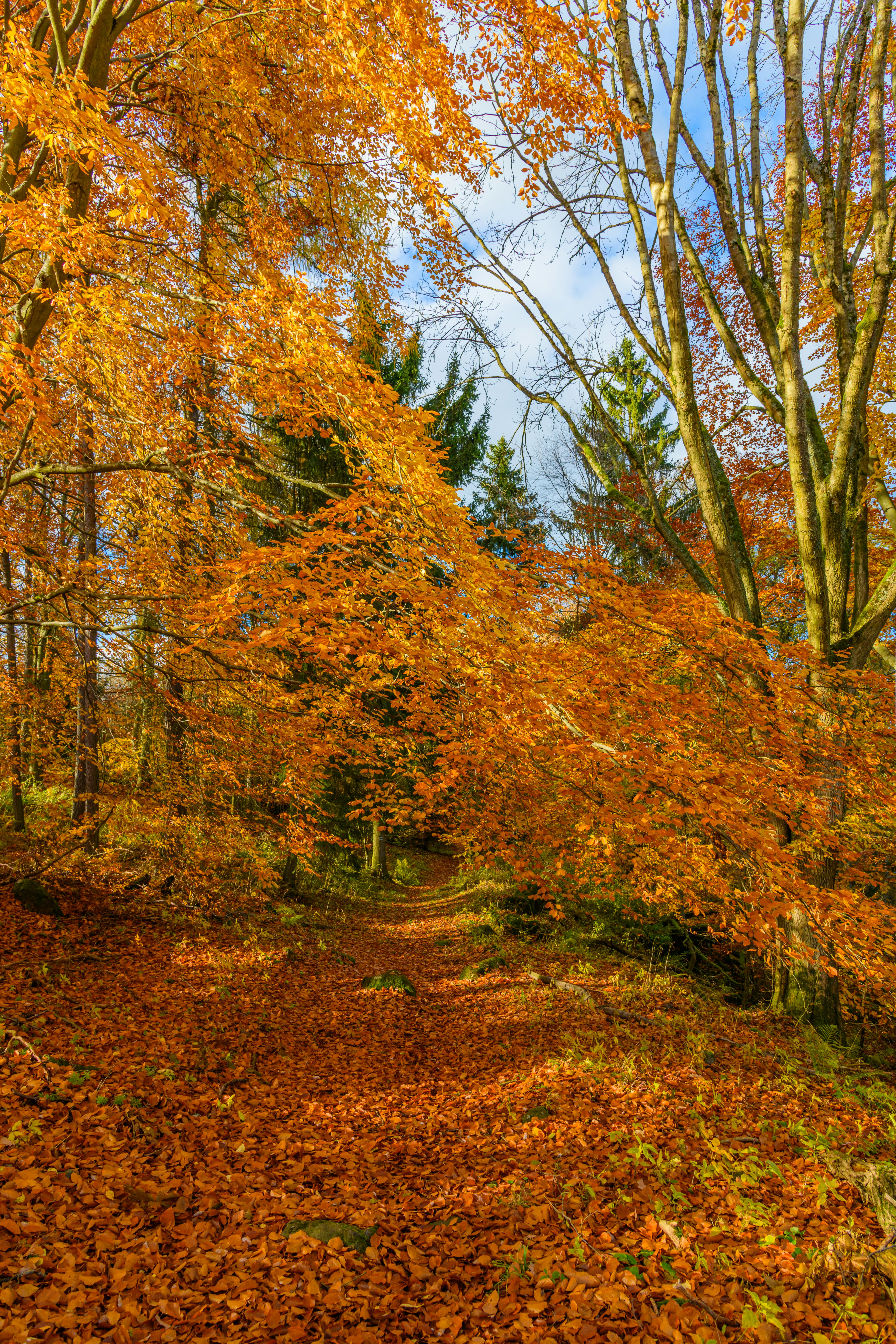 Maple Trees Photos, Download The BEST Free Maple Trees Stock Photos ...