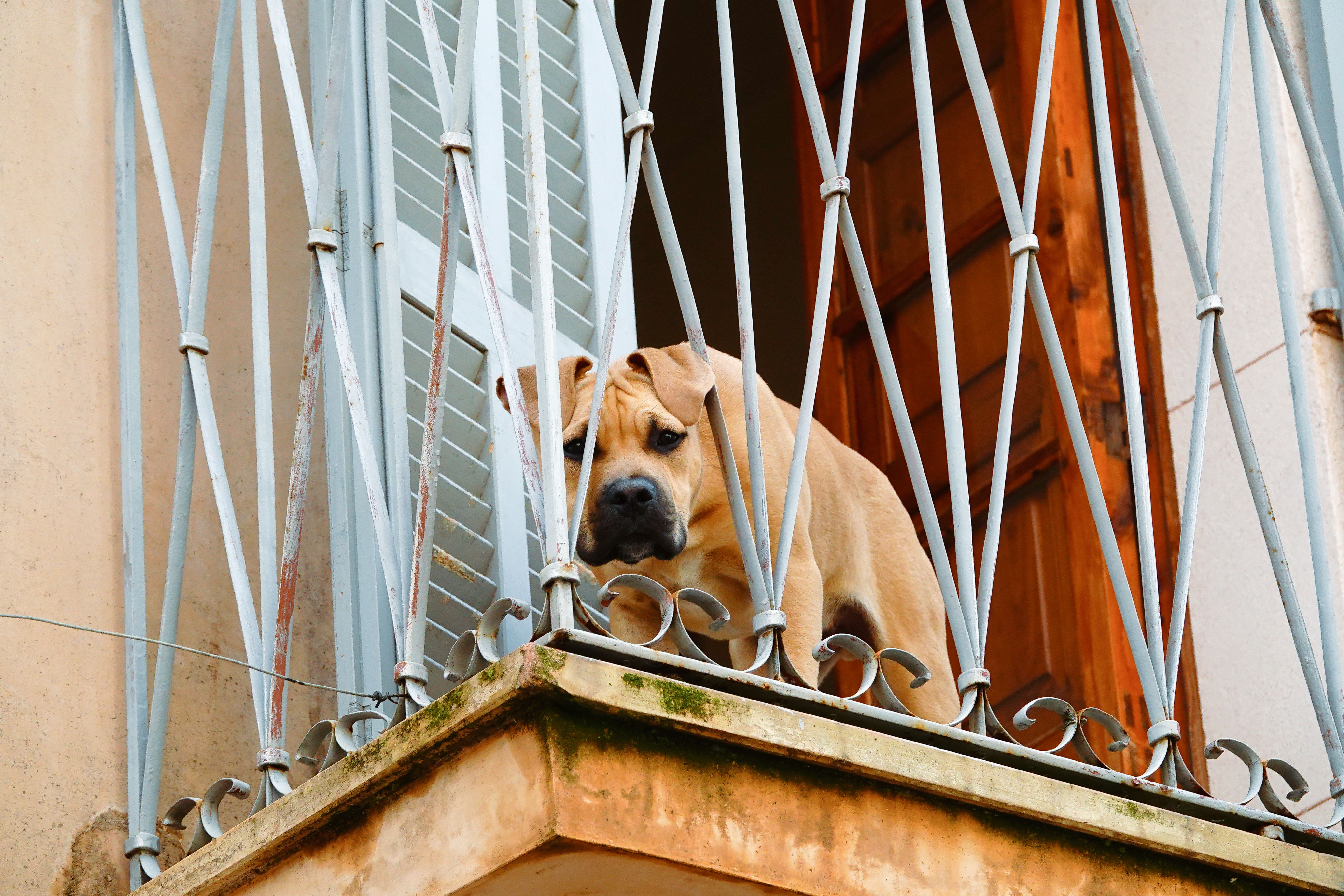 Brown Dog Looking Down from a Balcony · Free Stock Photo