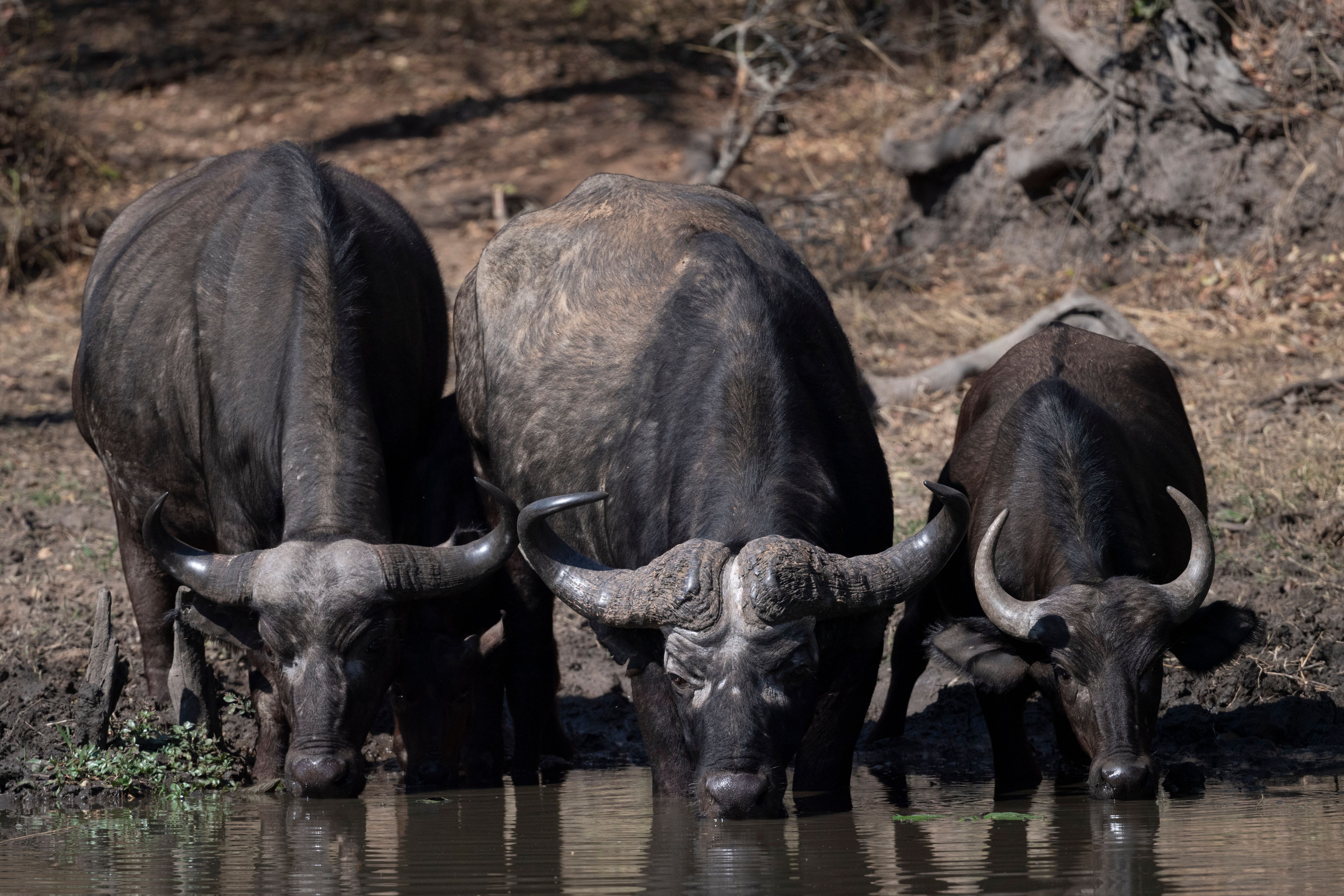 Water Buffaloes Drinking from a Pond · Free Stock Photo
